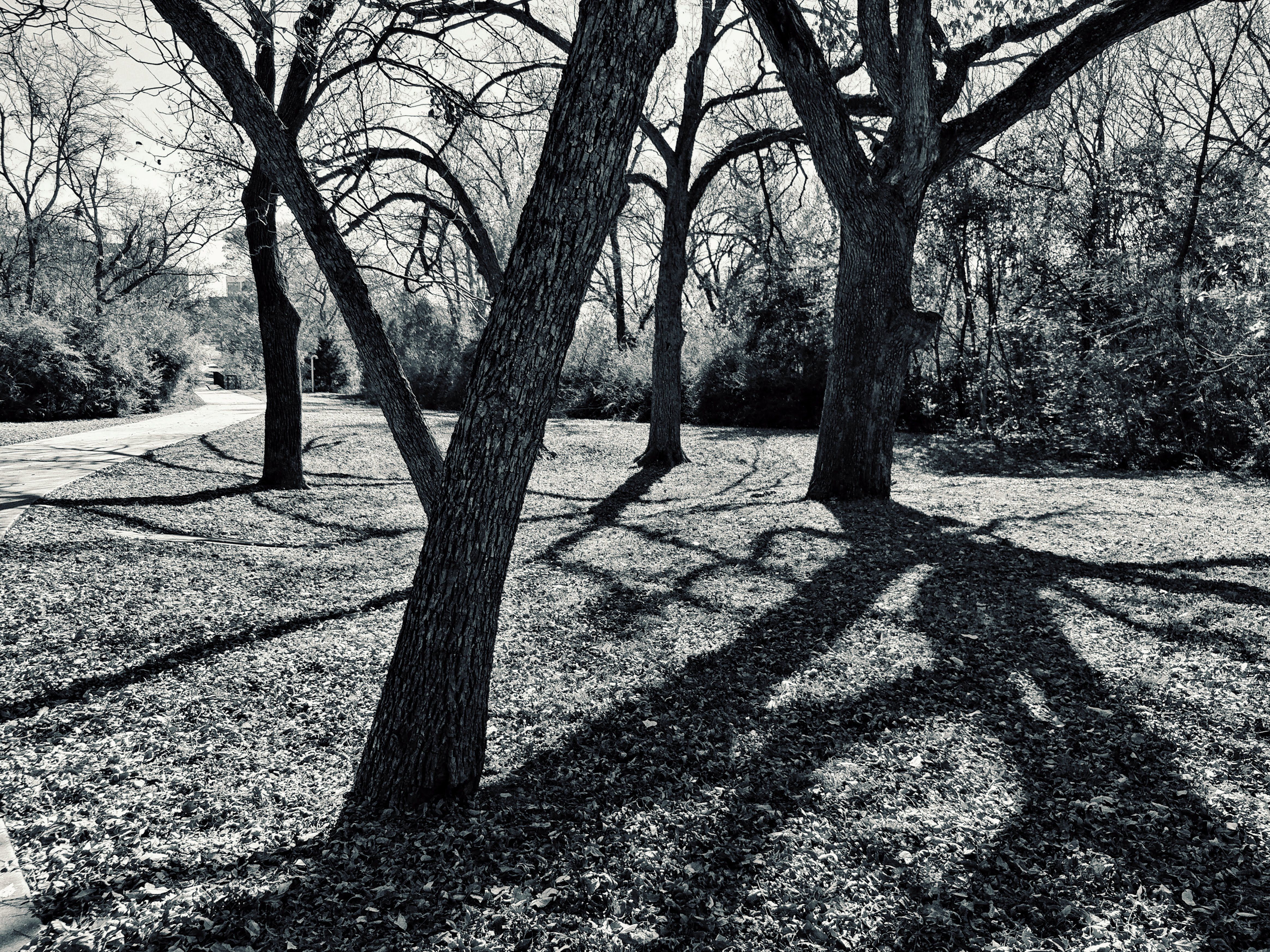 Grayscale Photo of Trees · Free Stock Photo