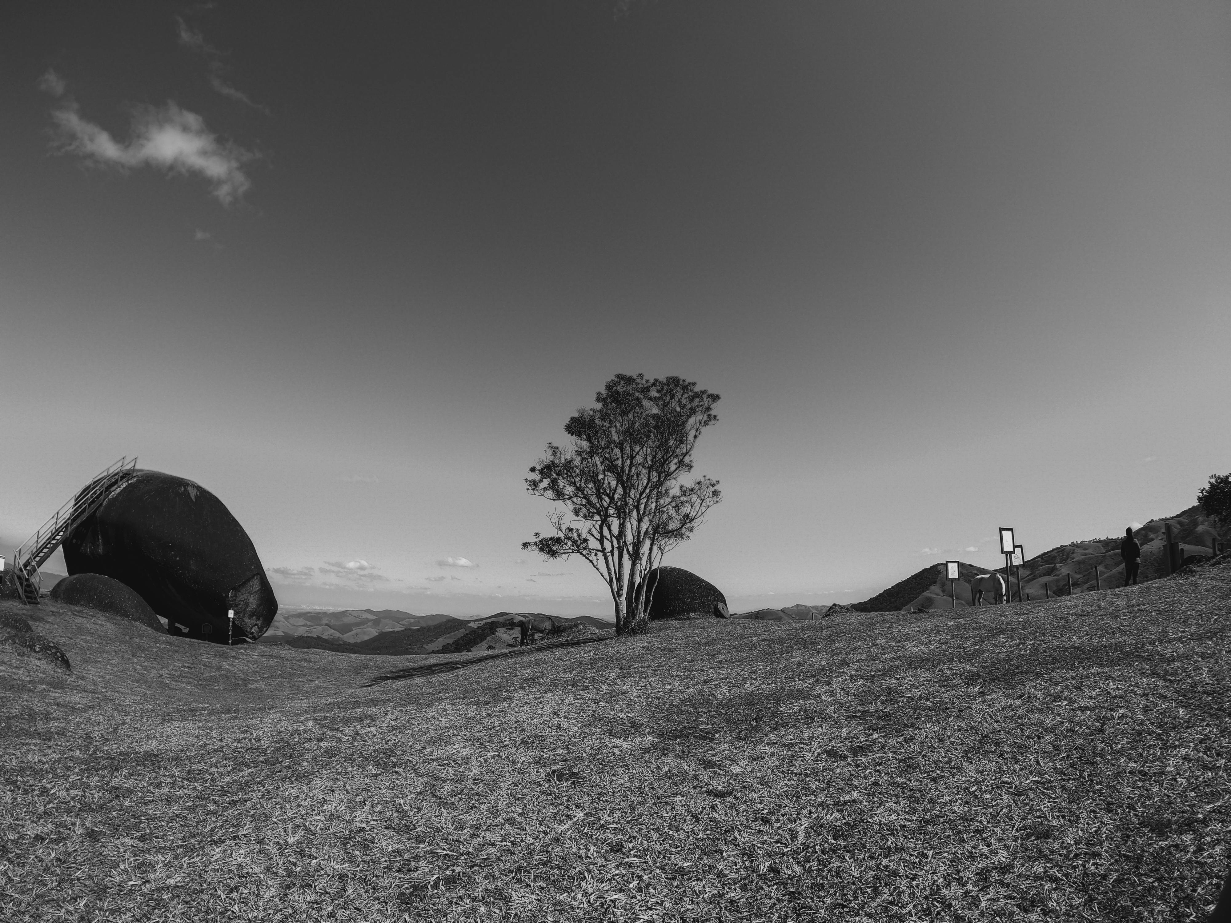 Selective Focus Grayscale Photography of Baseball · Free Stock Photo