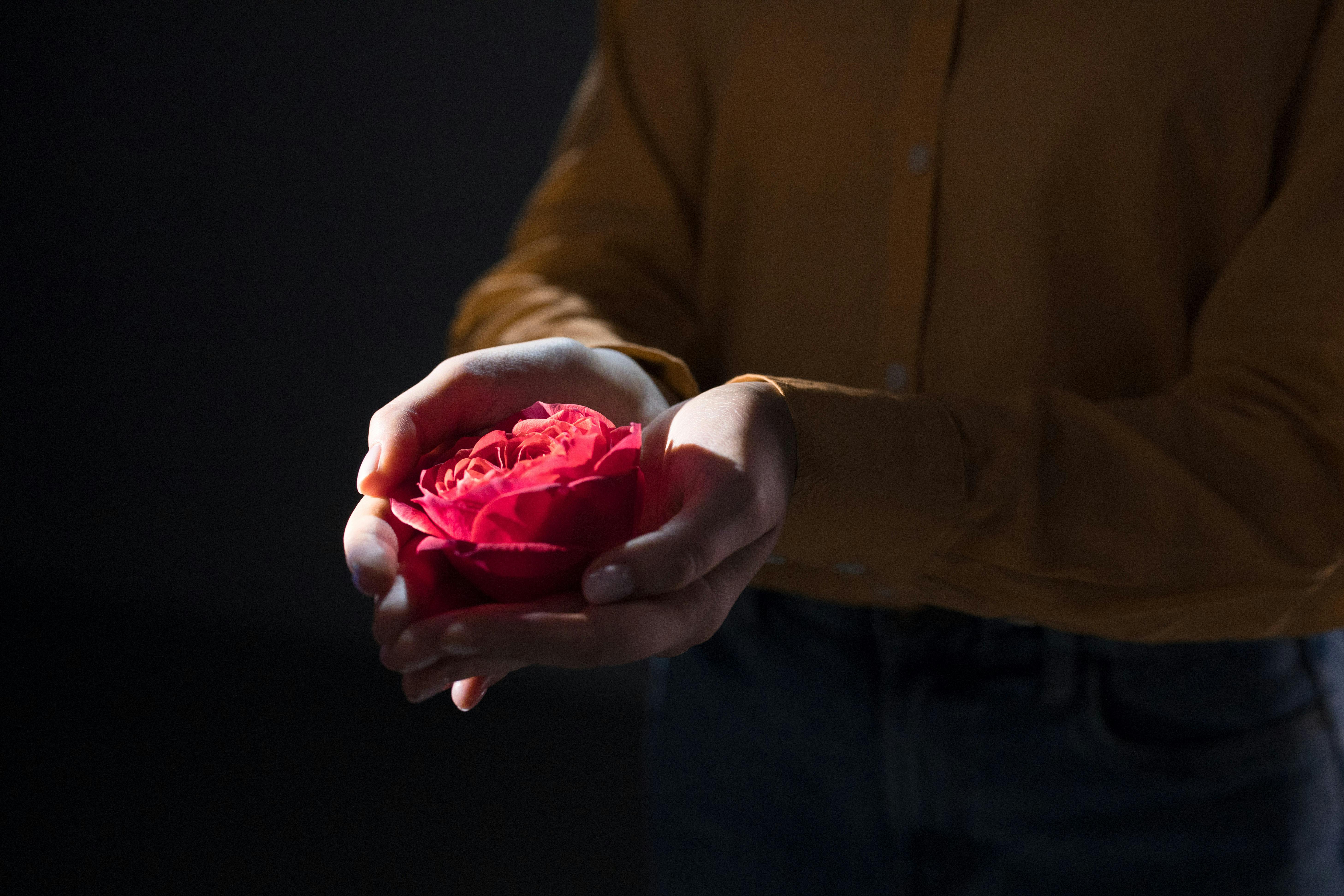 Person Holding Red Rose in Her Palm Hands · Free Stock Photo