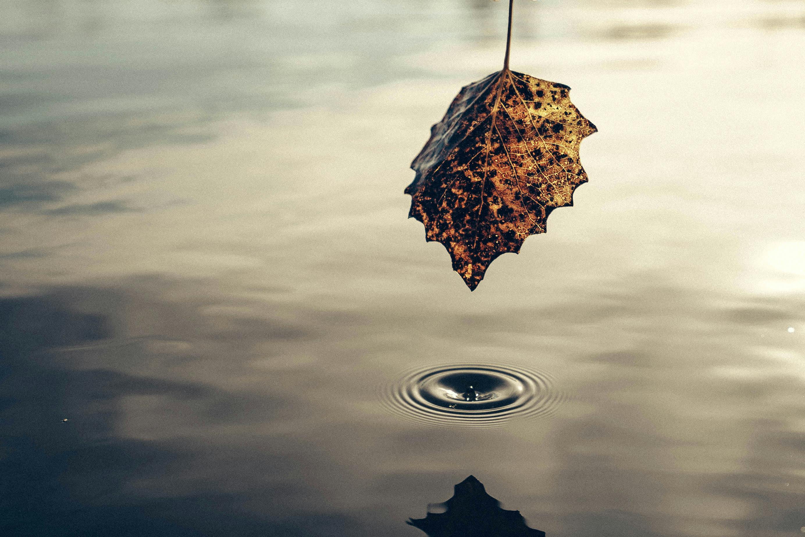 Brown Leaf Floating on Top of Water · Free Stock Photo