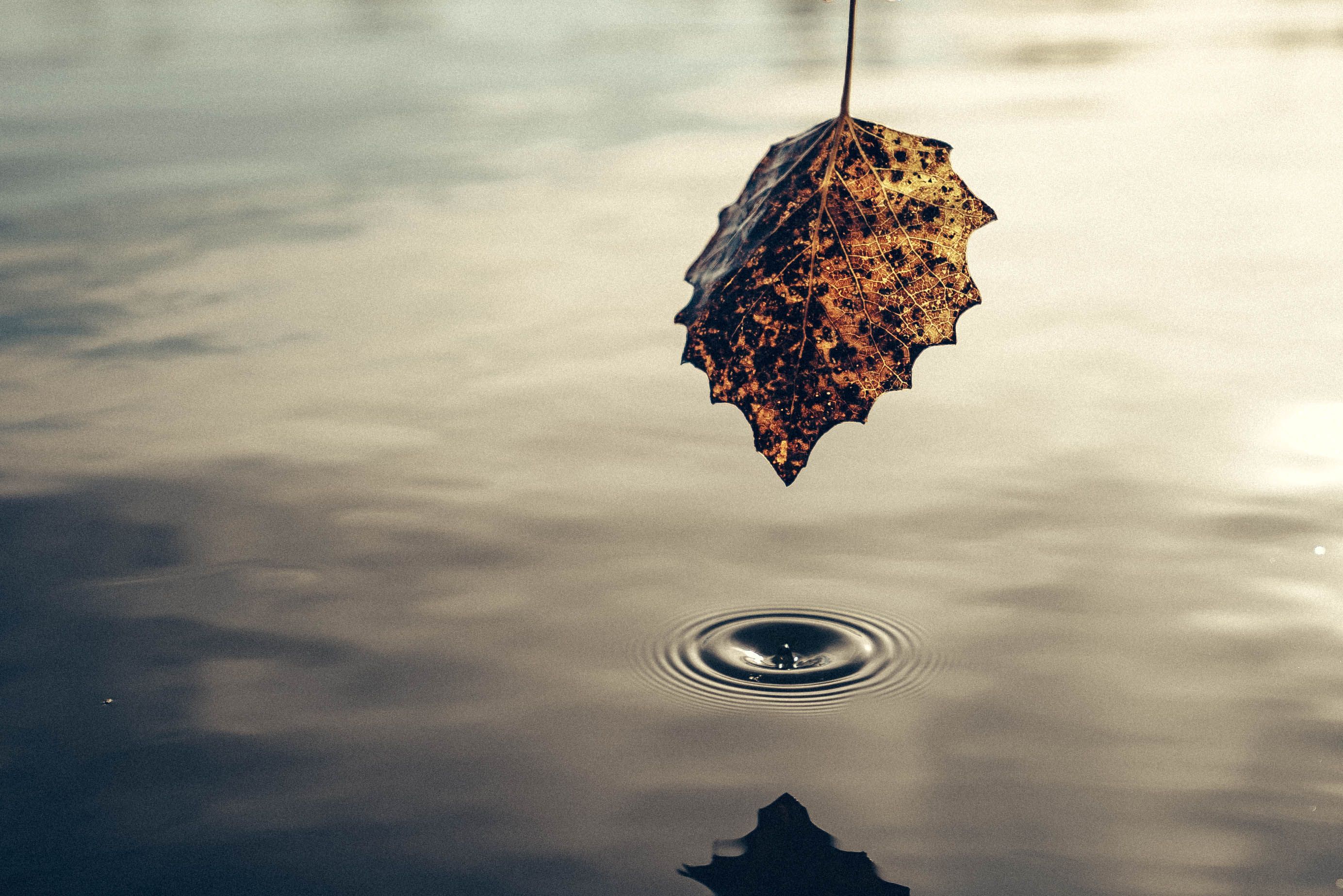 Brown Leaf Floating on Top of Water · Free Stock Photo