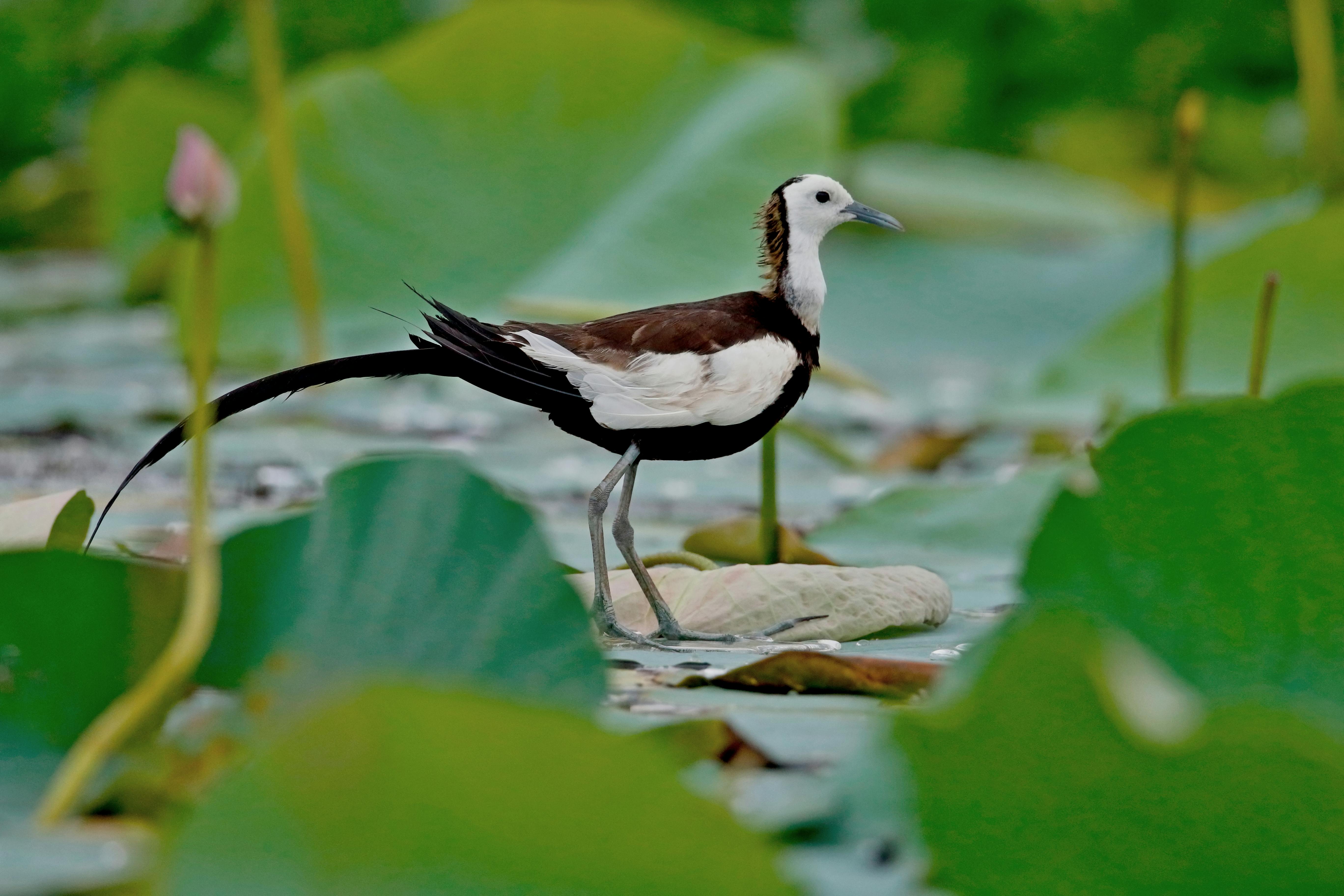 Koyal Bird Photos, Download The BEST Free Koyal Bird Stock Photos & HD ...