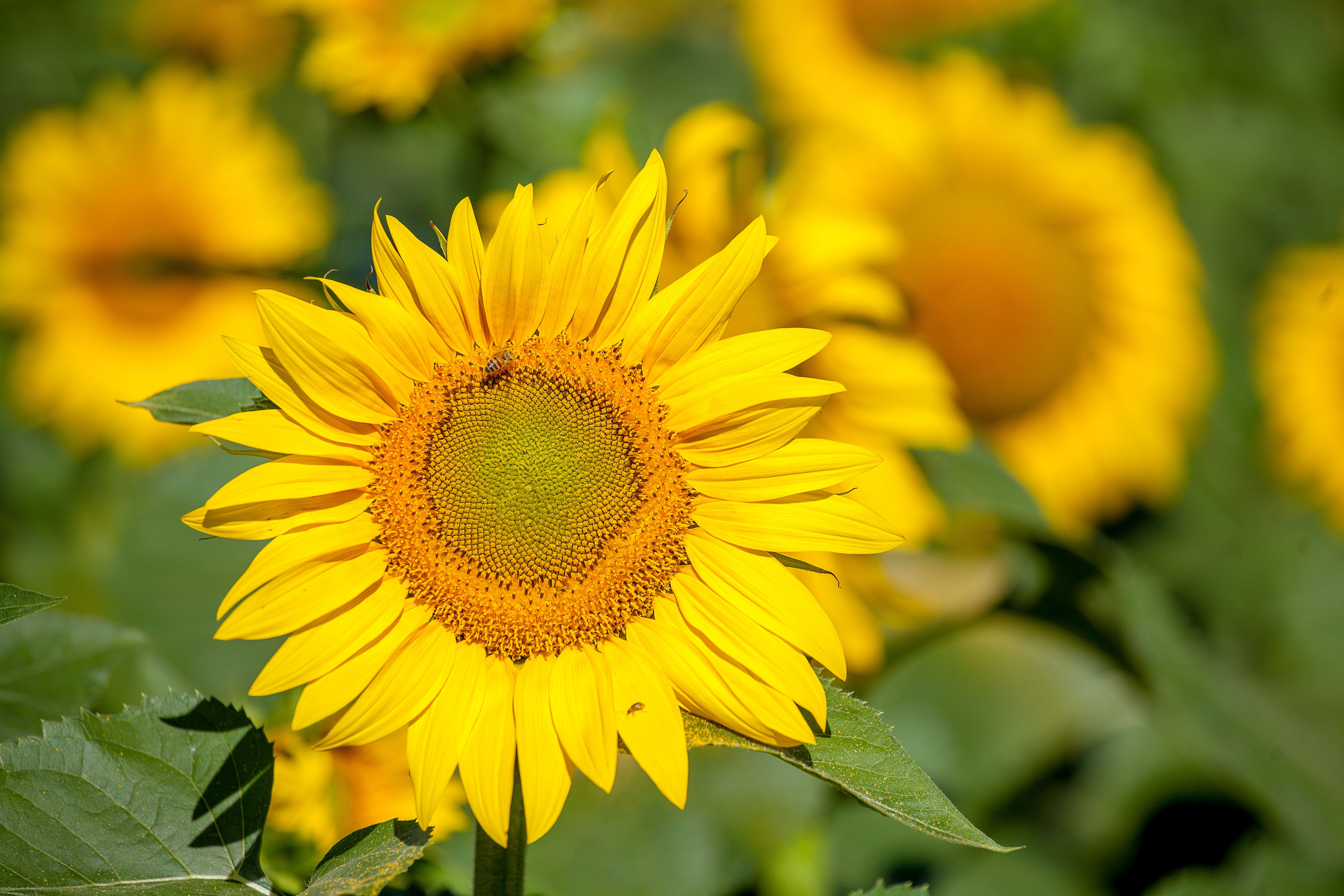 Anonymous male with sunflower at mouth · Free Stock Photo