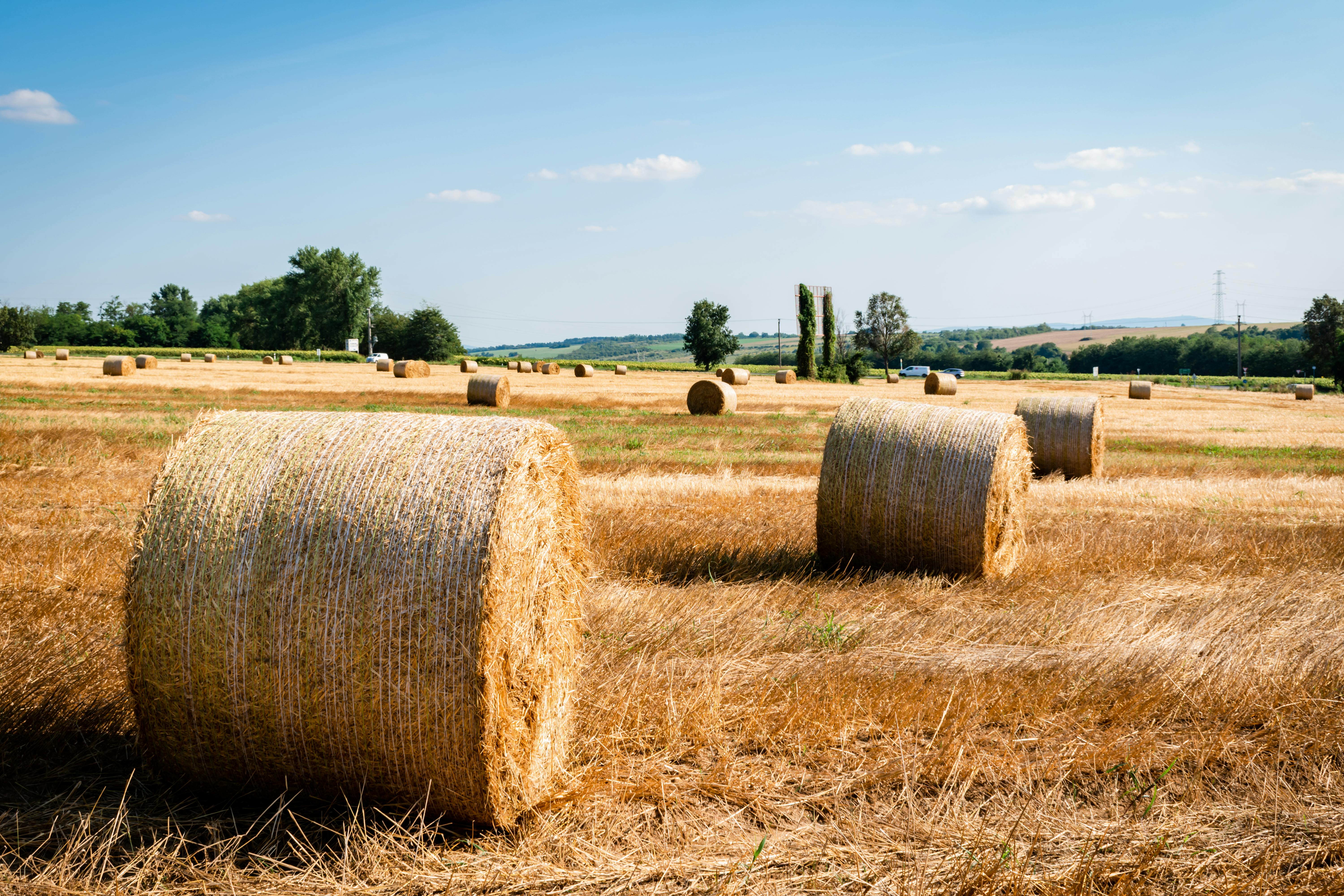 Rye Grass Hay Photos, Download The BEST Free Rye Grass Hay Stock Photos ...