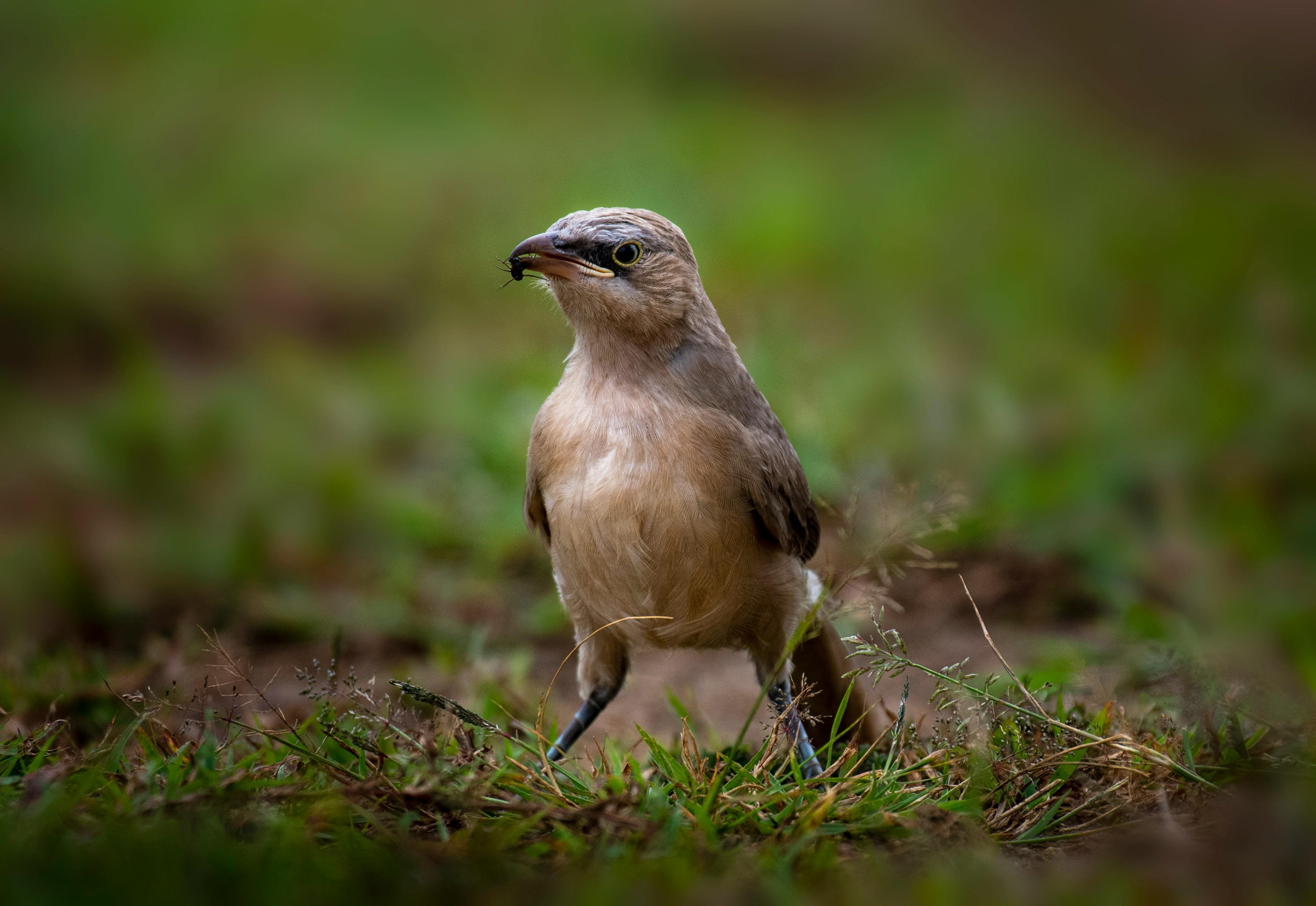 Close-Up Shot of a Passerine Bird on a Grass · Free Stock Photo