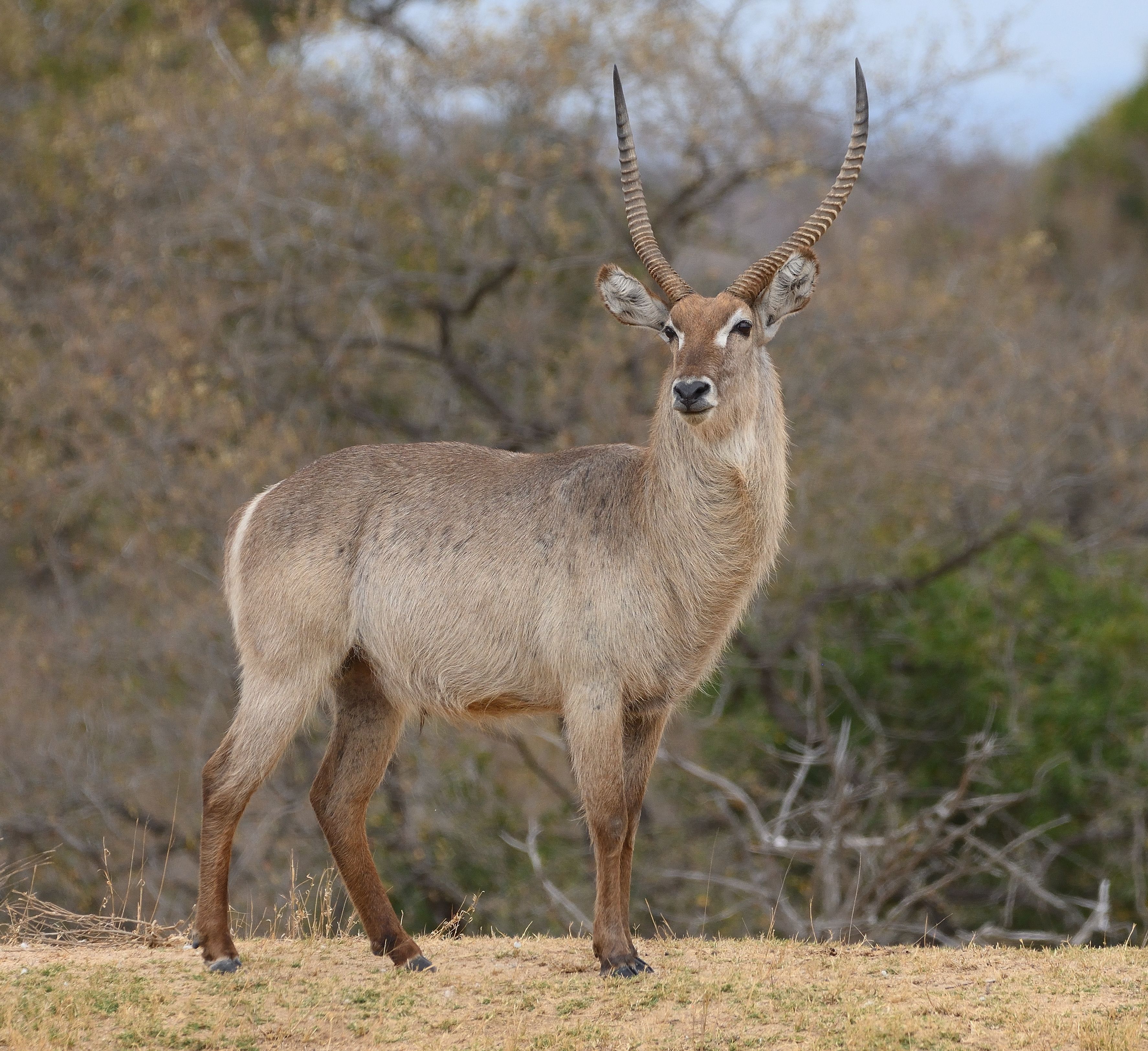17+ Best Free Waterbuck Stock Photos & Images · 100% Royalty-Free HD ...