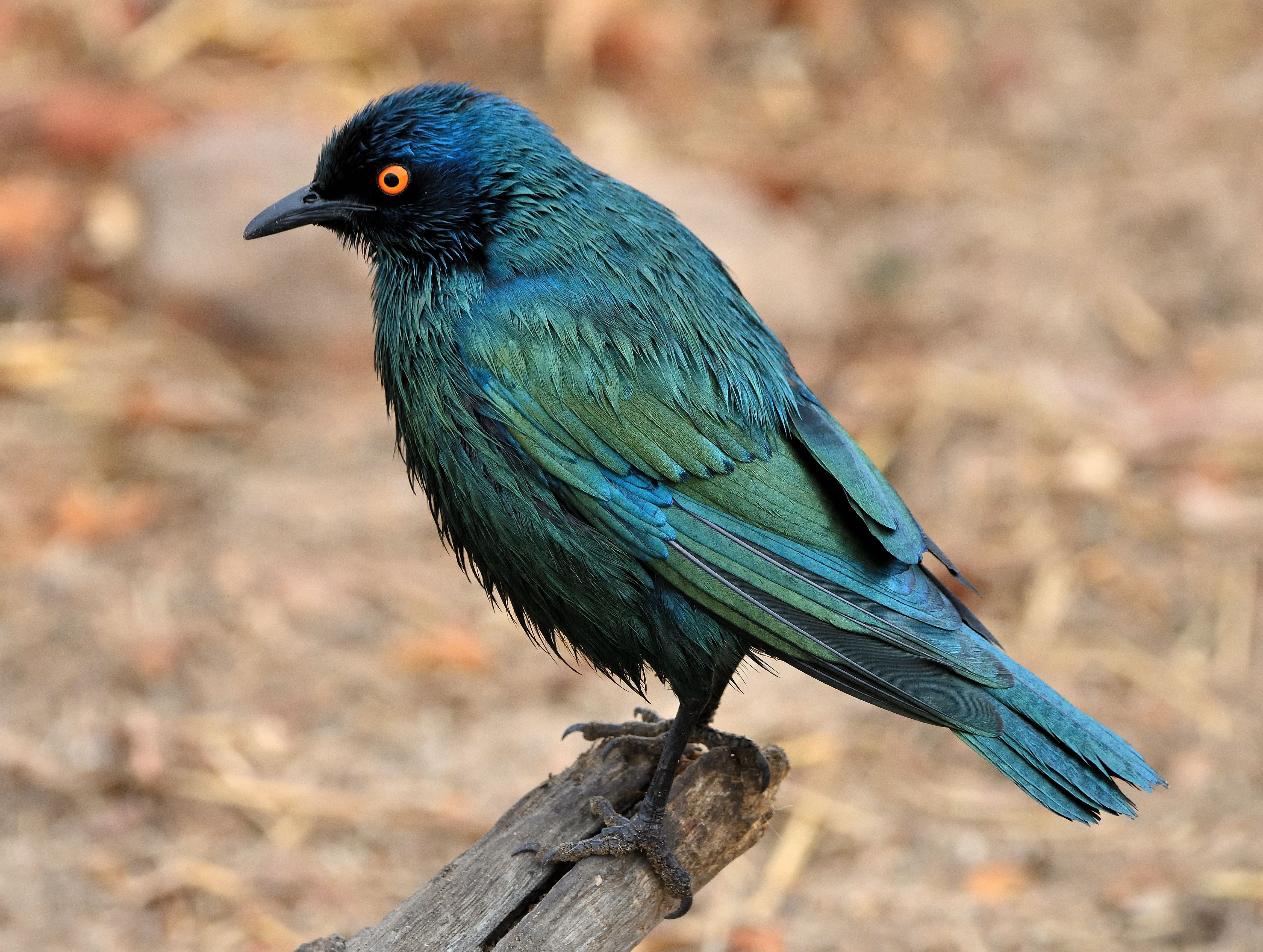 140+ Best Free Starling Stock Photos & Images · 100% Royalty-Free HD ...