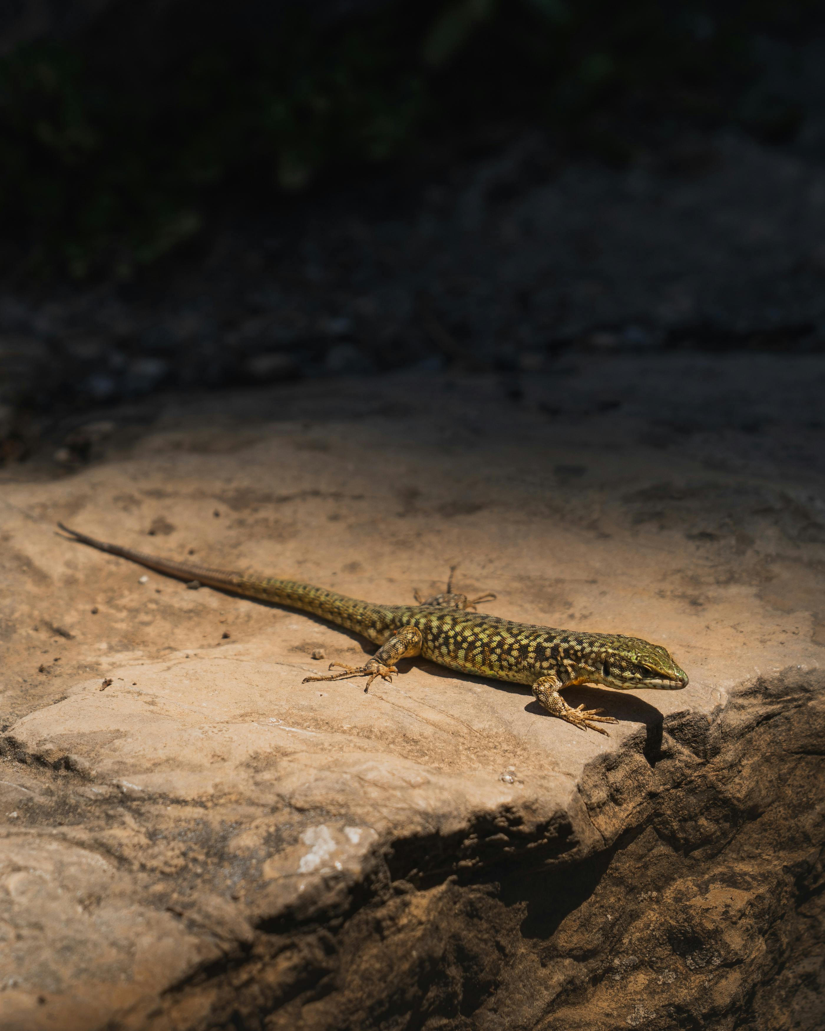 Common Basilisk on Rock · Free Stock Photo