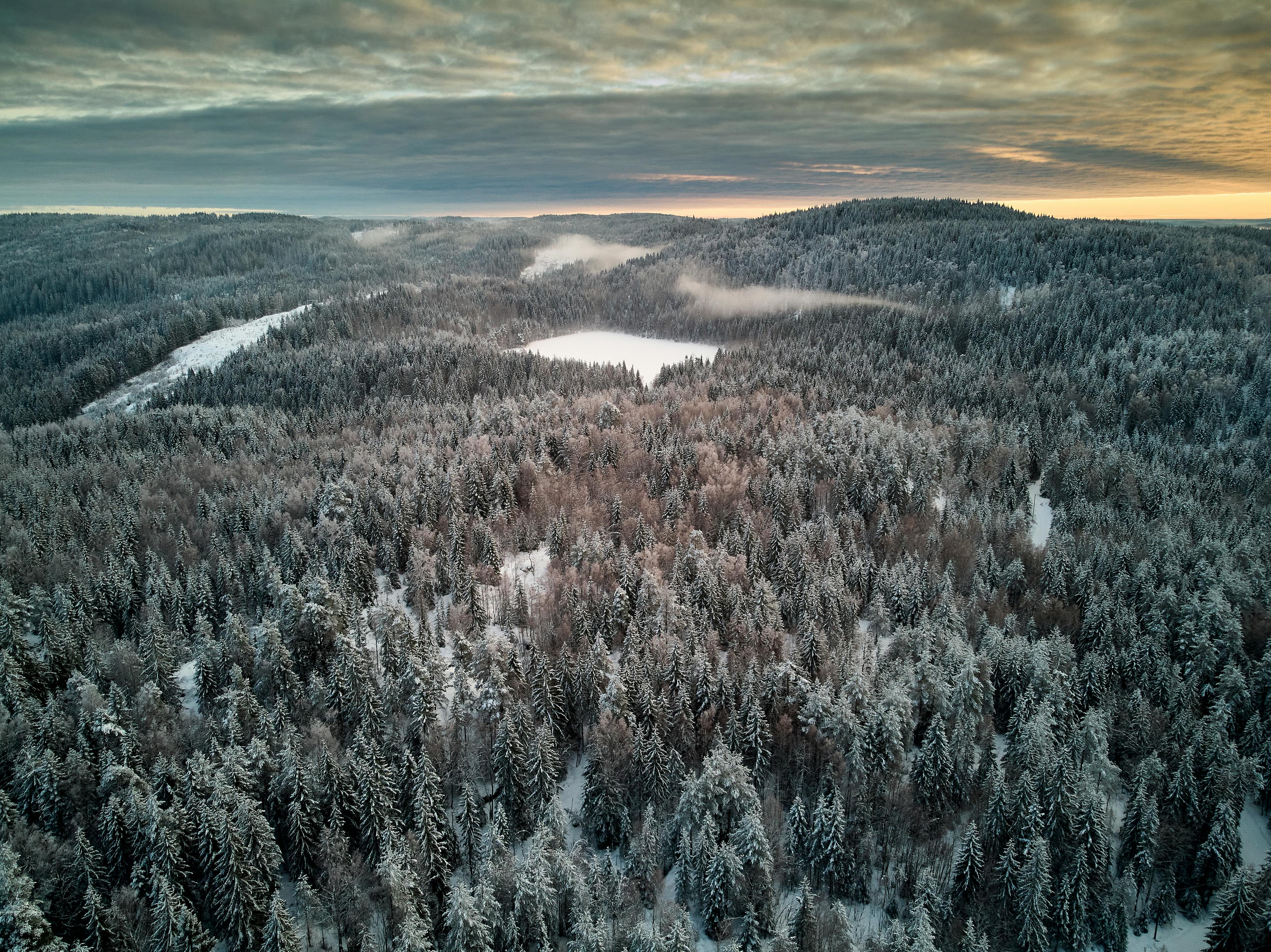 Drone Shot of a Forest · Free Stock Photo