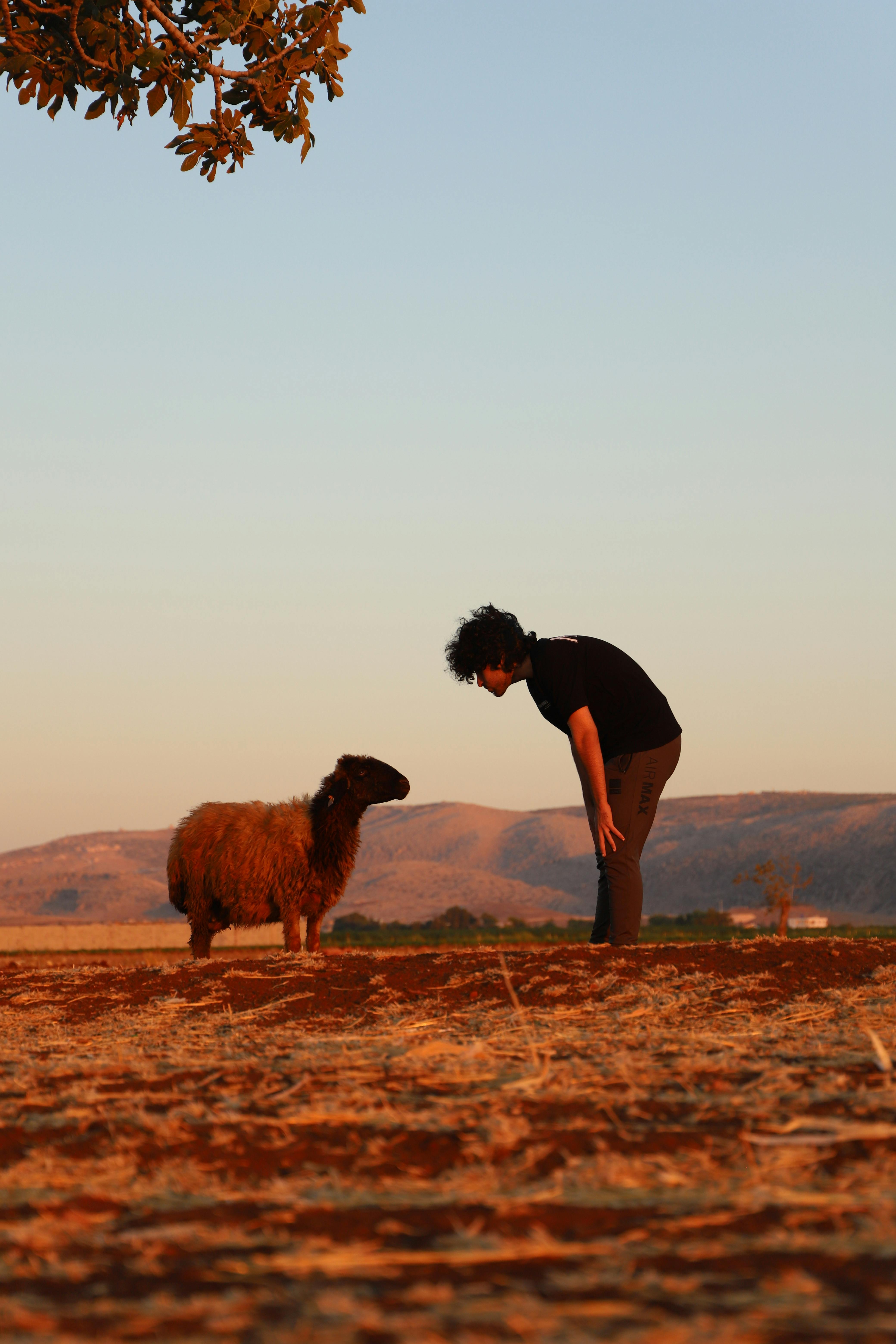 Boy and Sheep · Free Stock Photo