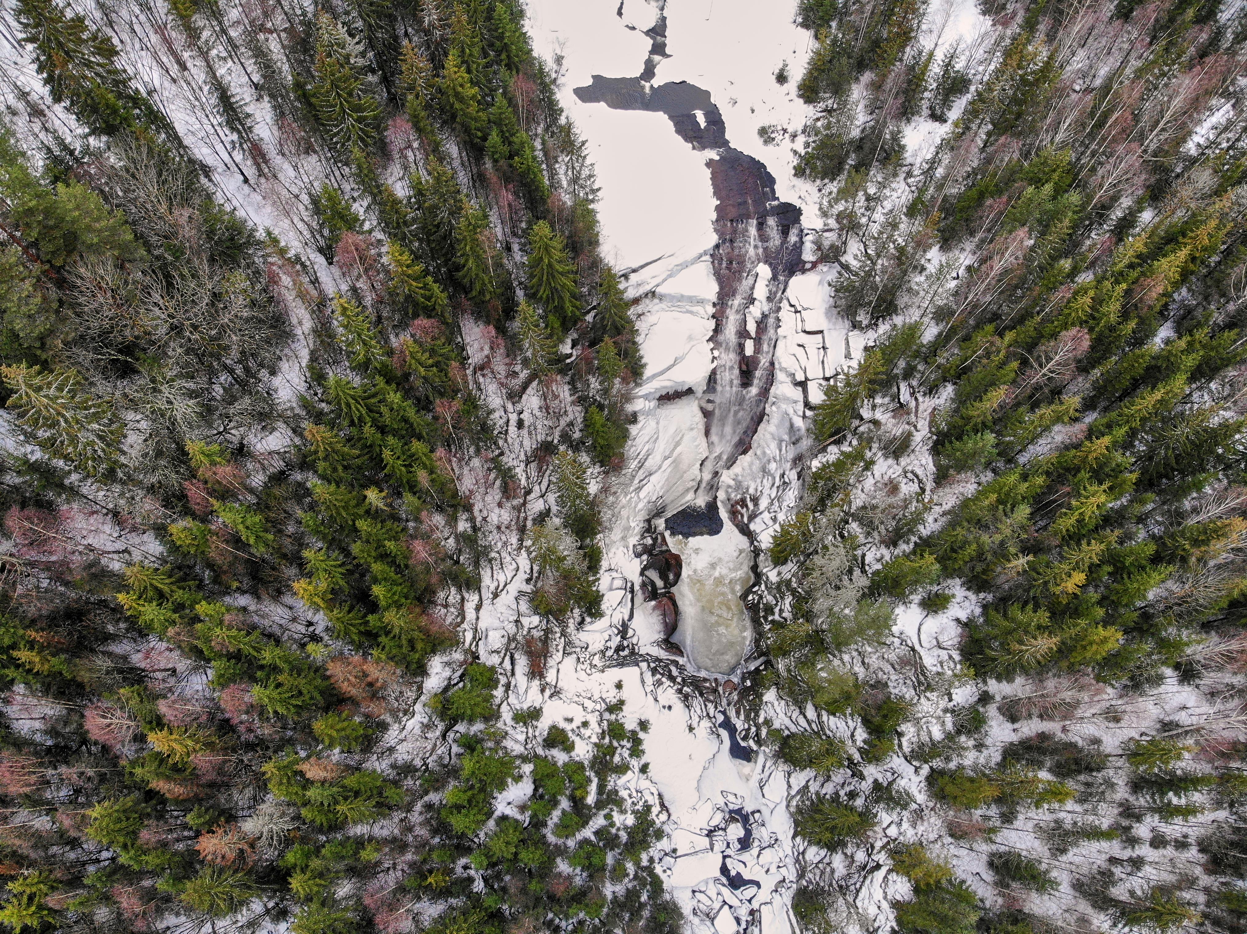 Scenic View of the Forest · Free Stock Photo