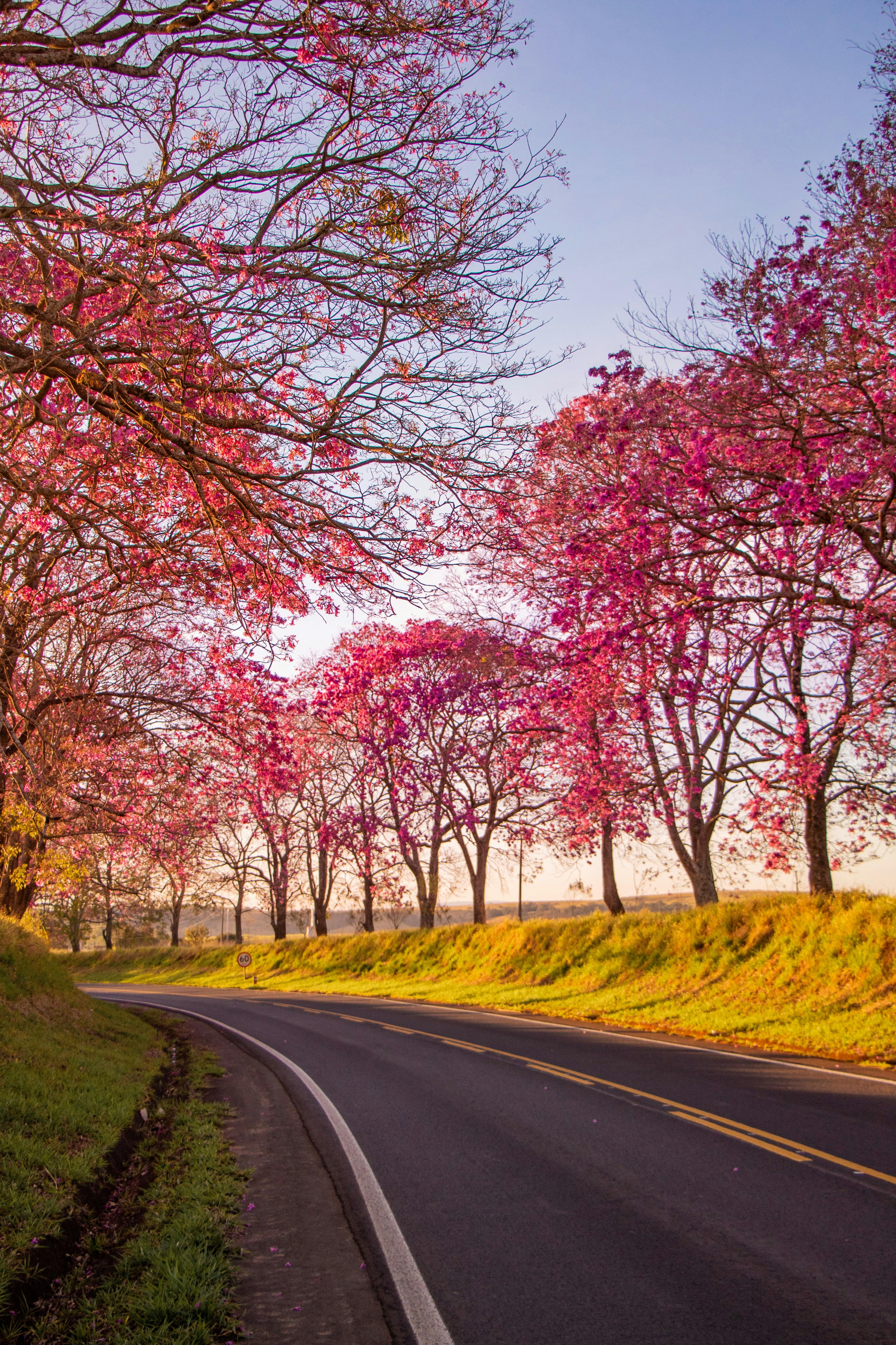 Tarmac Road between Pink Trees · Free Stock Photo