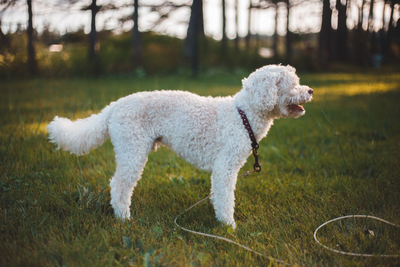 Health Problems with Toy Poodles: A Comprehensive Care Guide