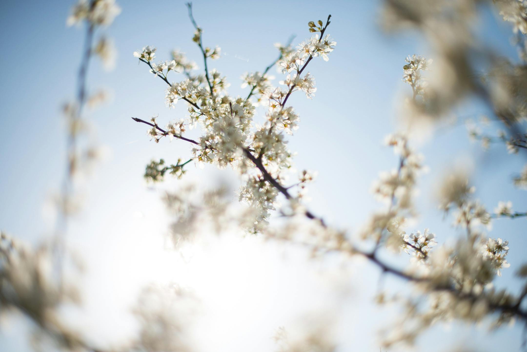 Close-up Photography of White Petal Flower · Free Stock Photo