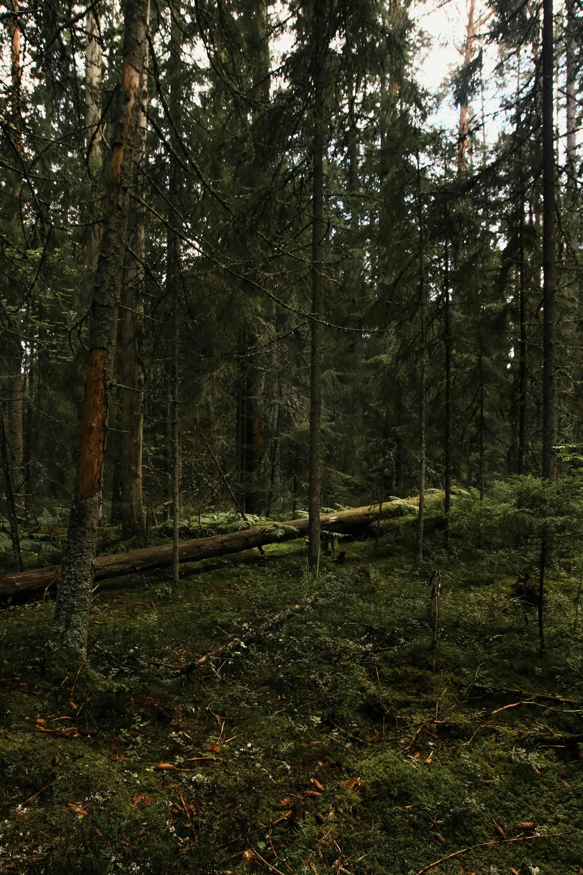 Trees in a Forest · Free Stock Photo