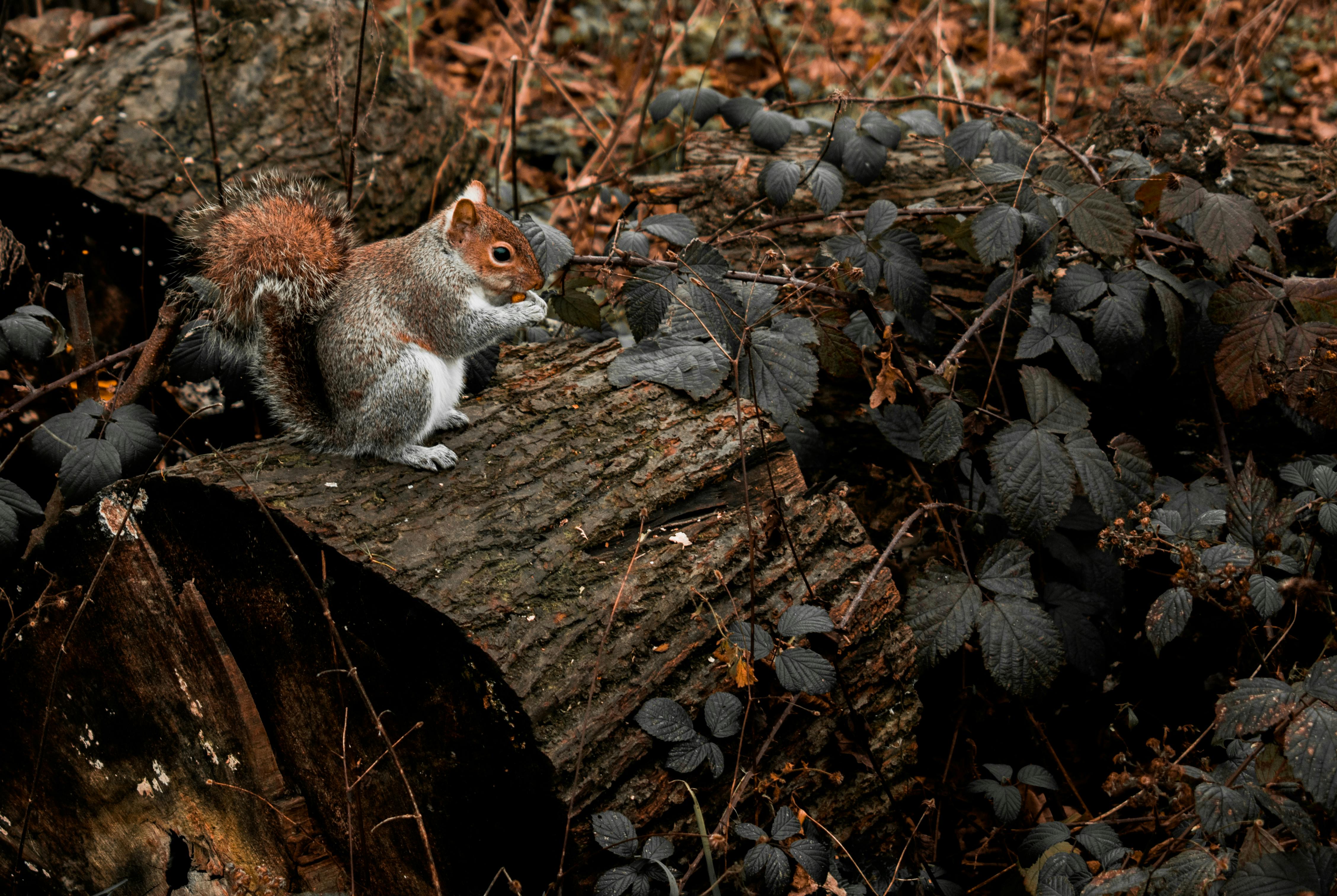 A Squirrel on a Log · Free Stock Photo