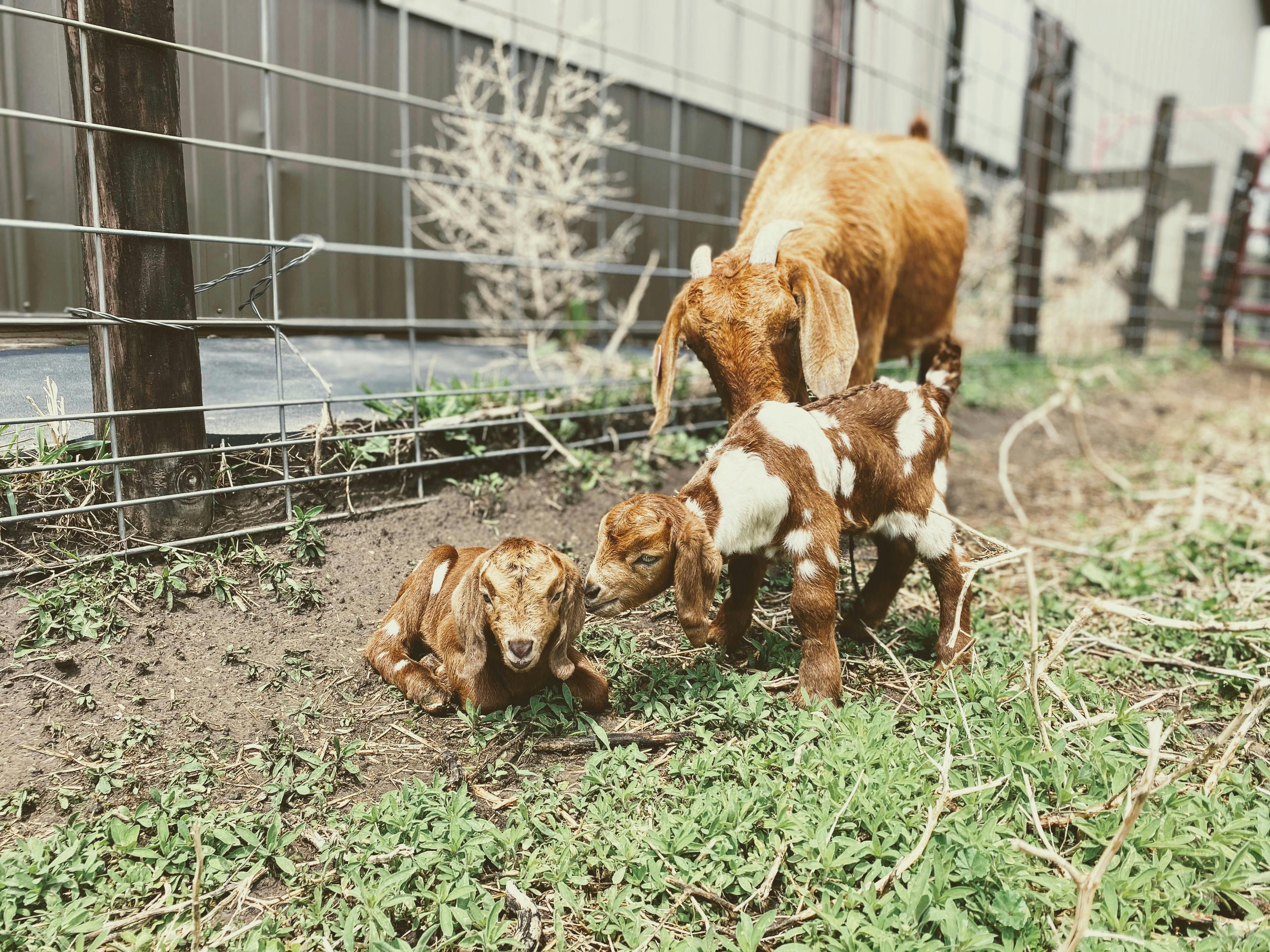 Full Length of a Goat · Free Stock Photo