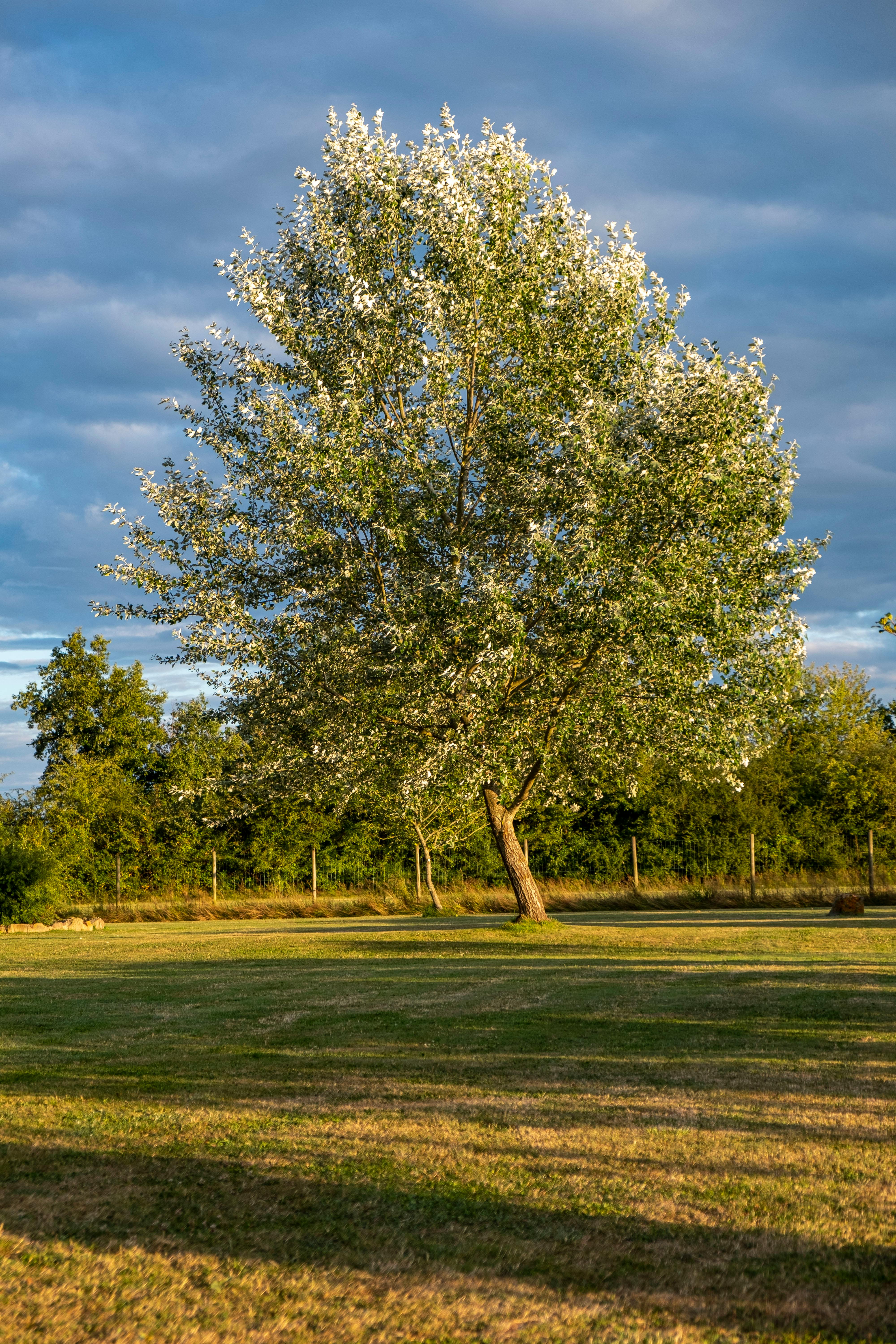 Green Leafed Tree · Free Stock Photo