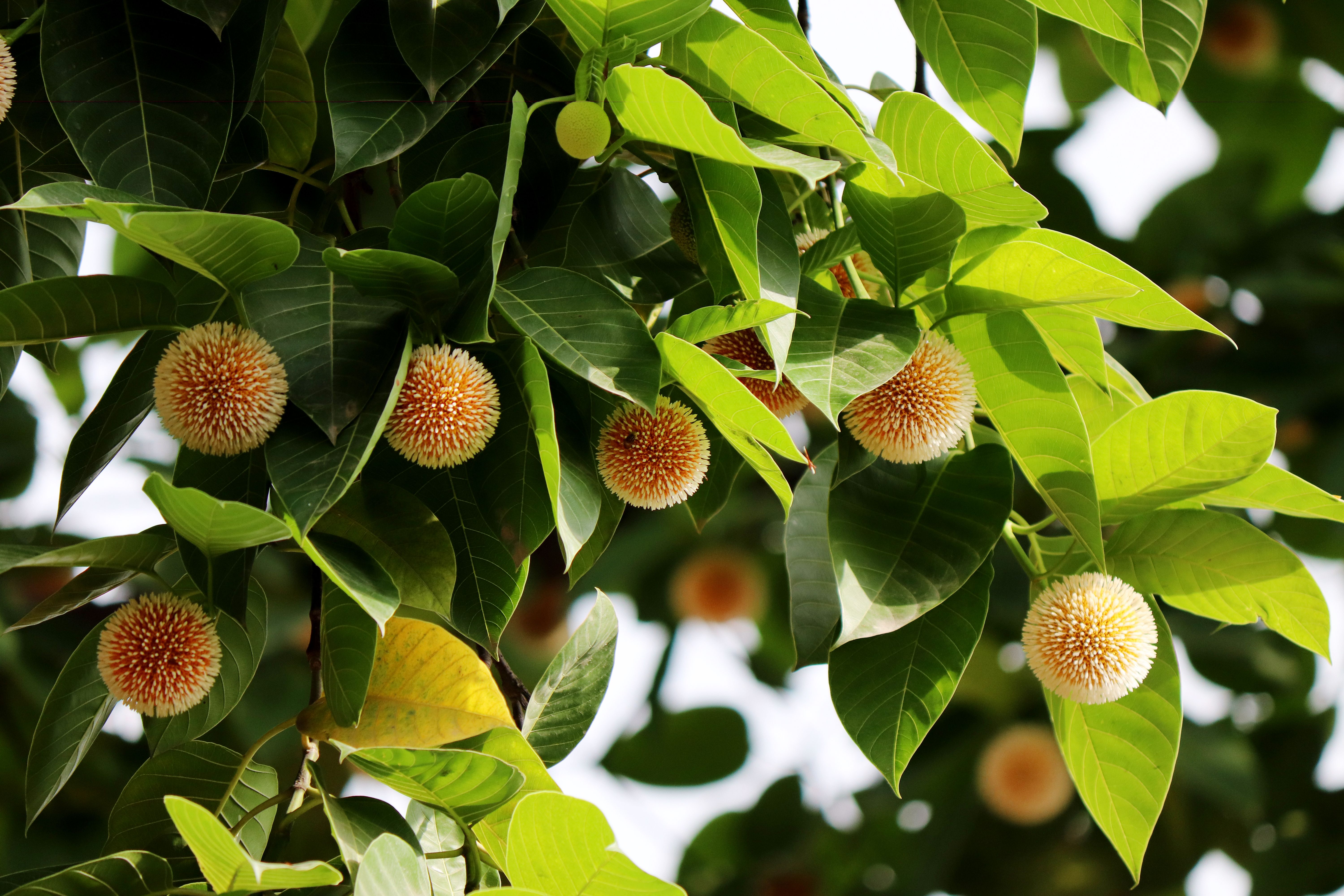 Flower growing in a Tree · Free Stock Photo