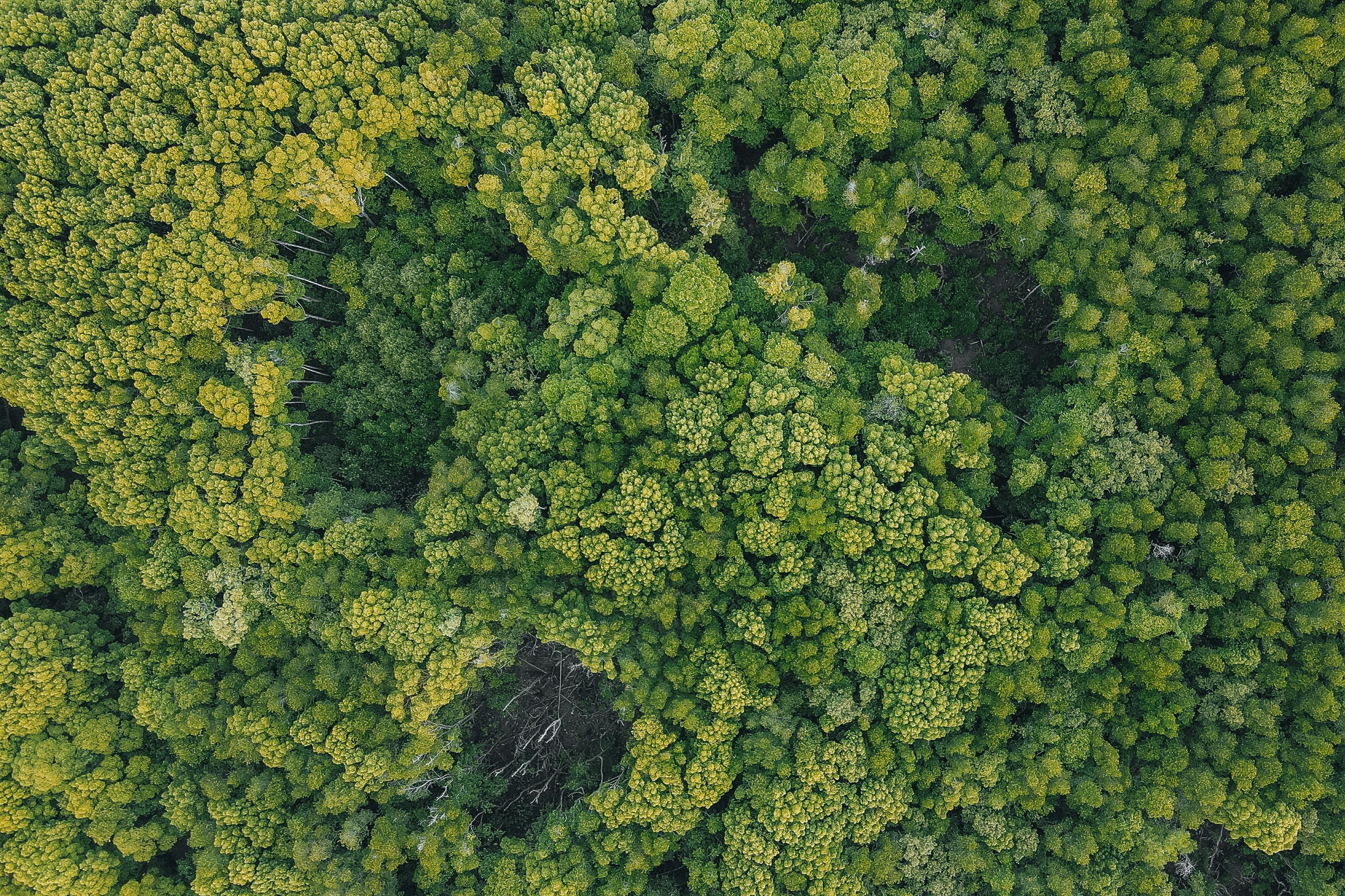 Aerial View of Green Trees · Free Stock Photo