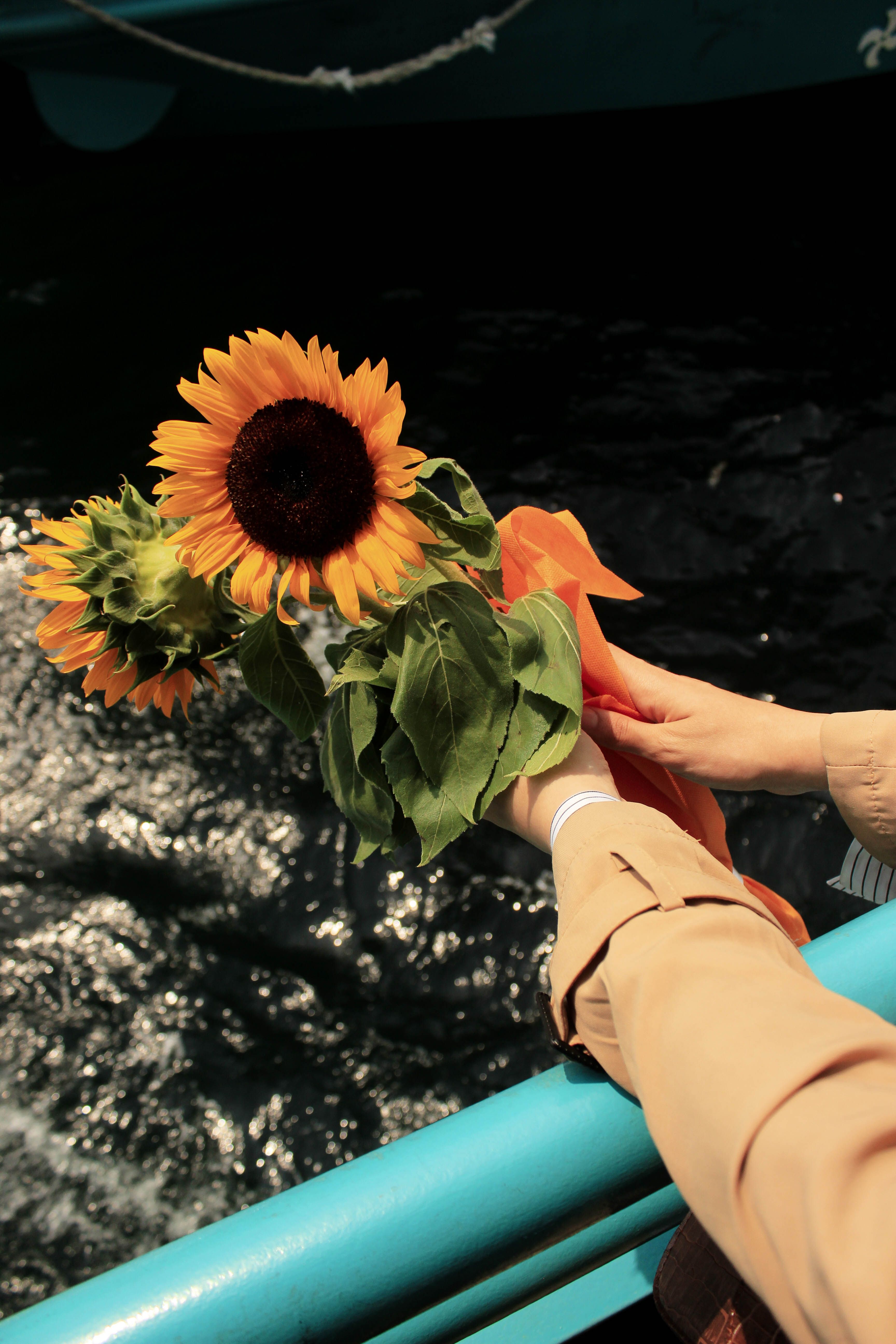 Person Holding Sunflower · Free Stock Photo
