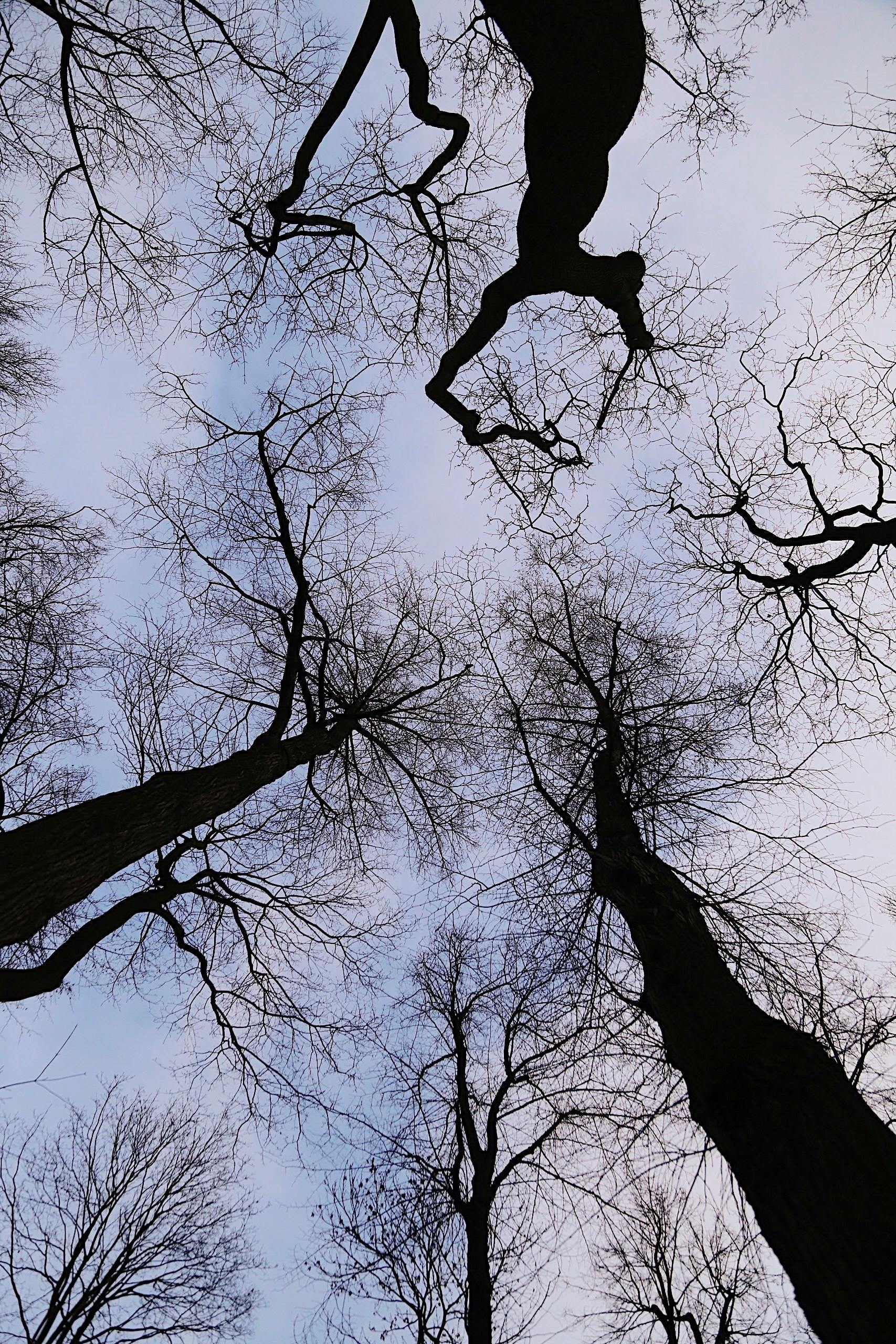 Low Angle Photography of Leafless Tree · Free Stock Photo