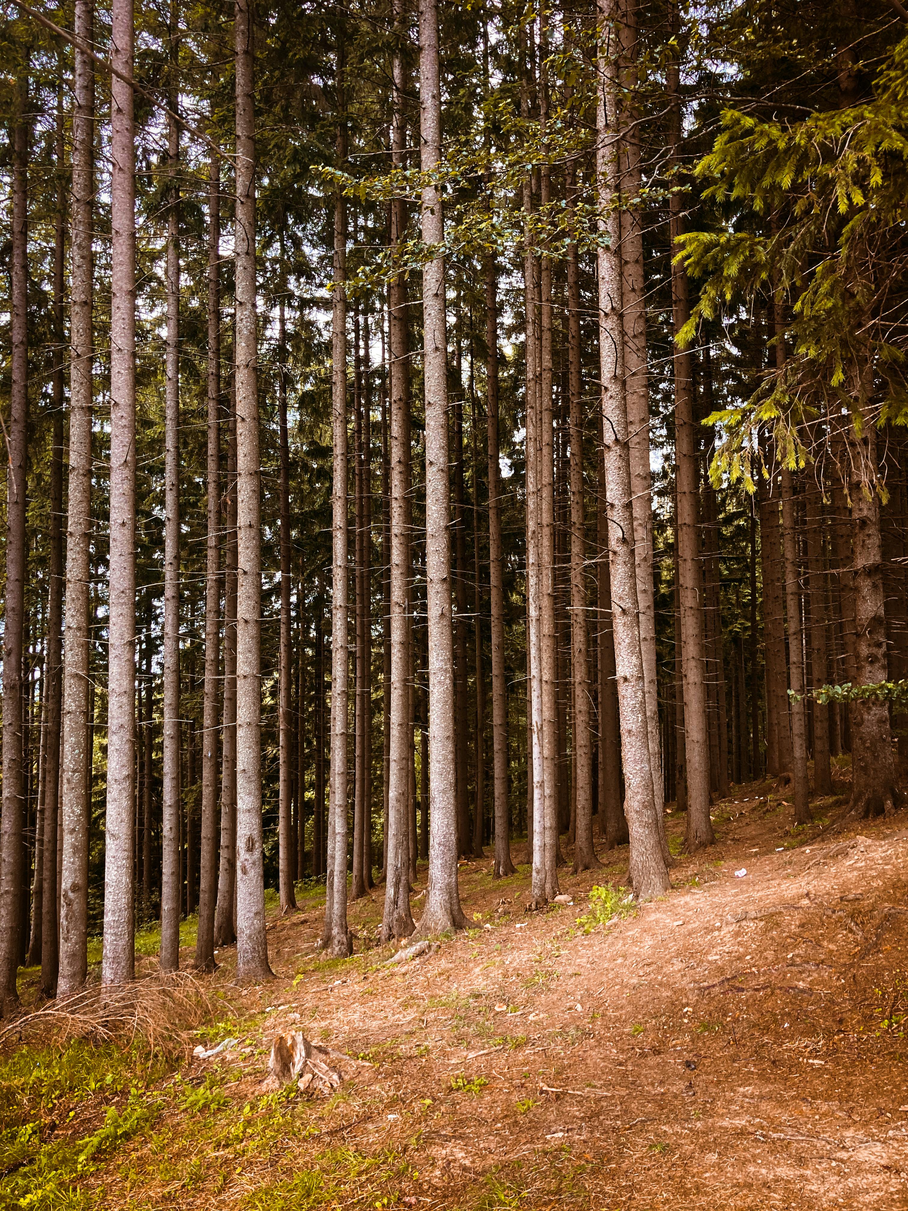 Tall Trees in the Forest · Free Stock Photo