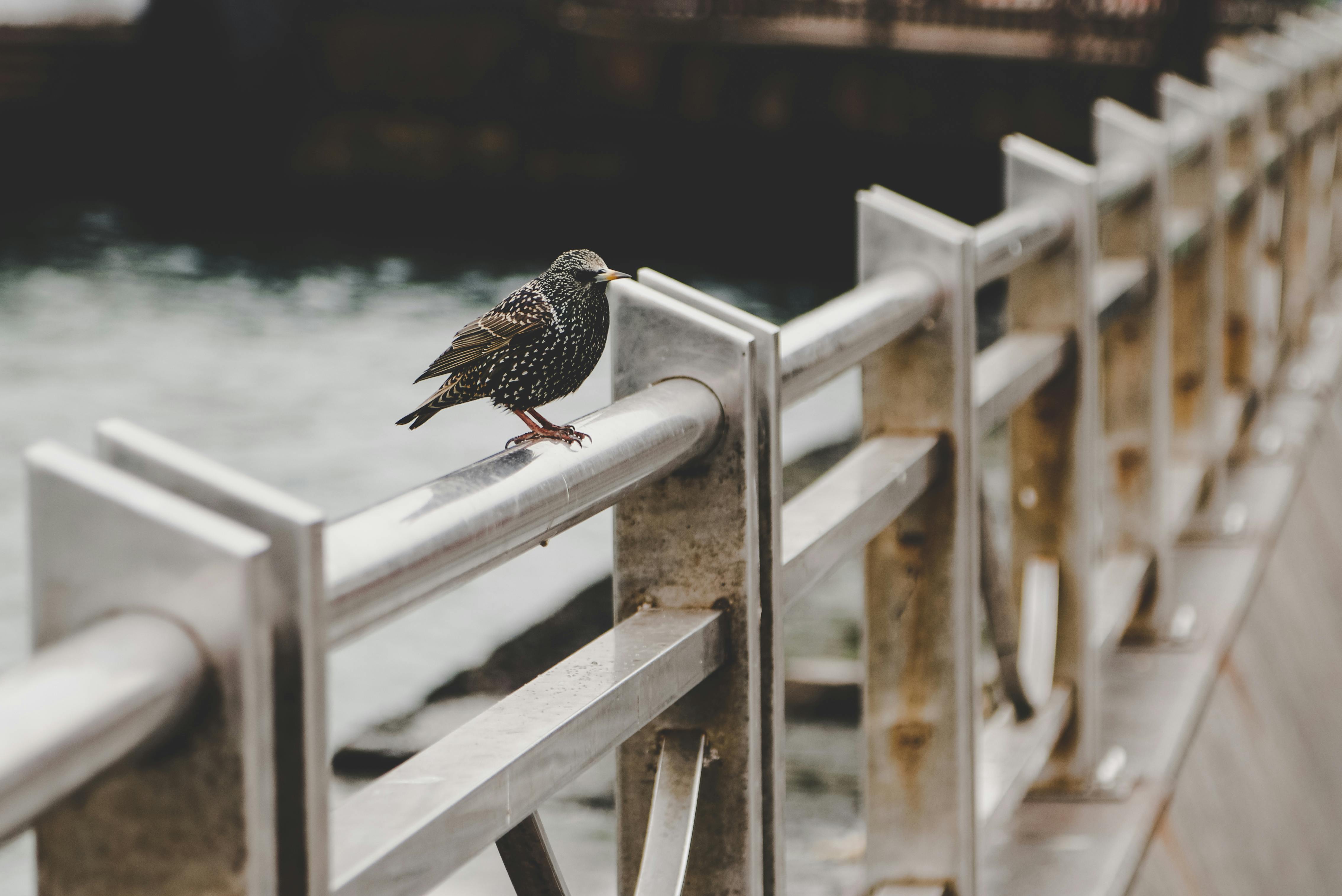 White and Gray Bird on Brown Wooden Handrail · Free Stock Photo