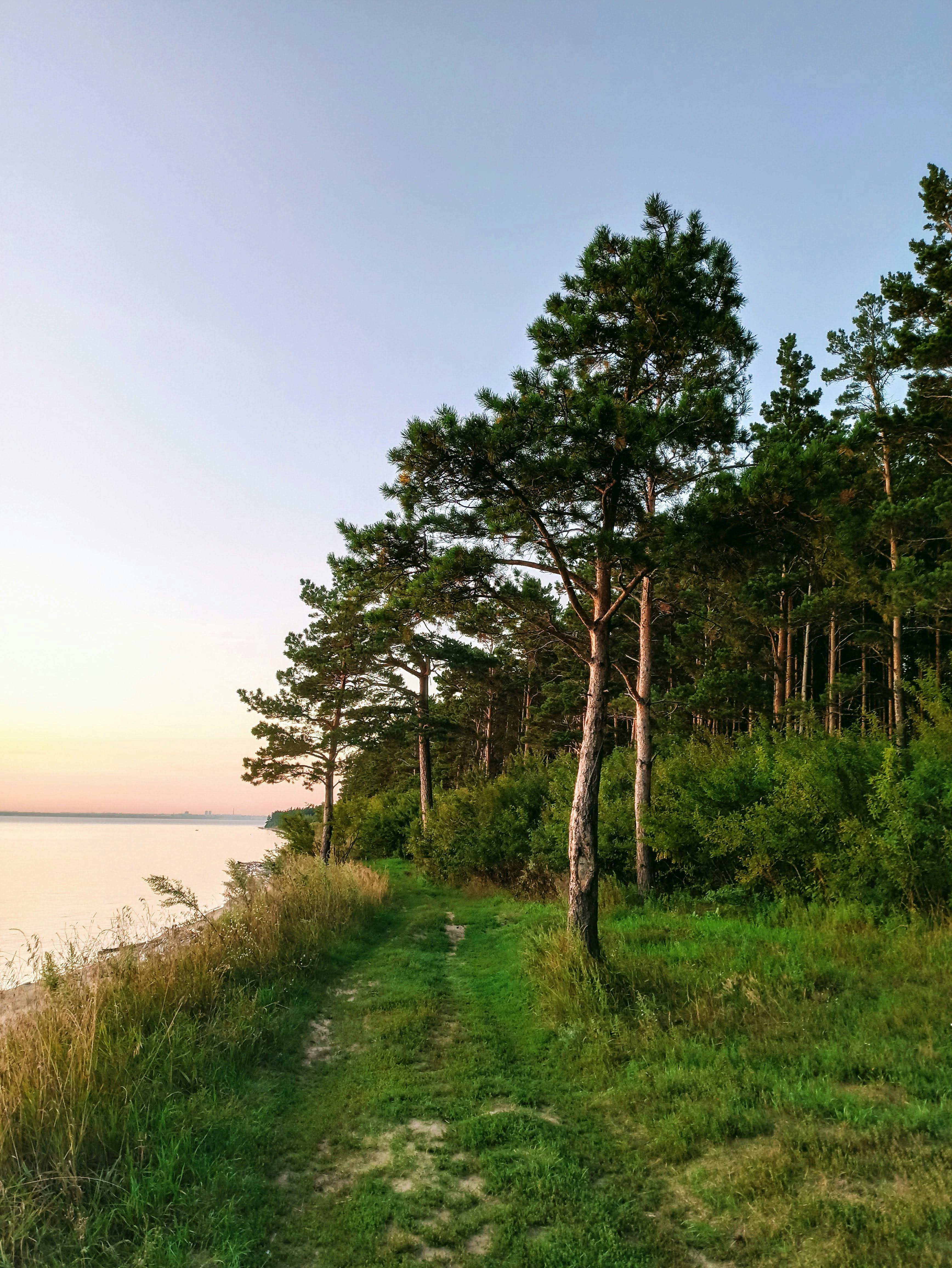 Forest Trees on the Lakeside · Free Stock Photo