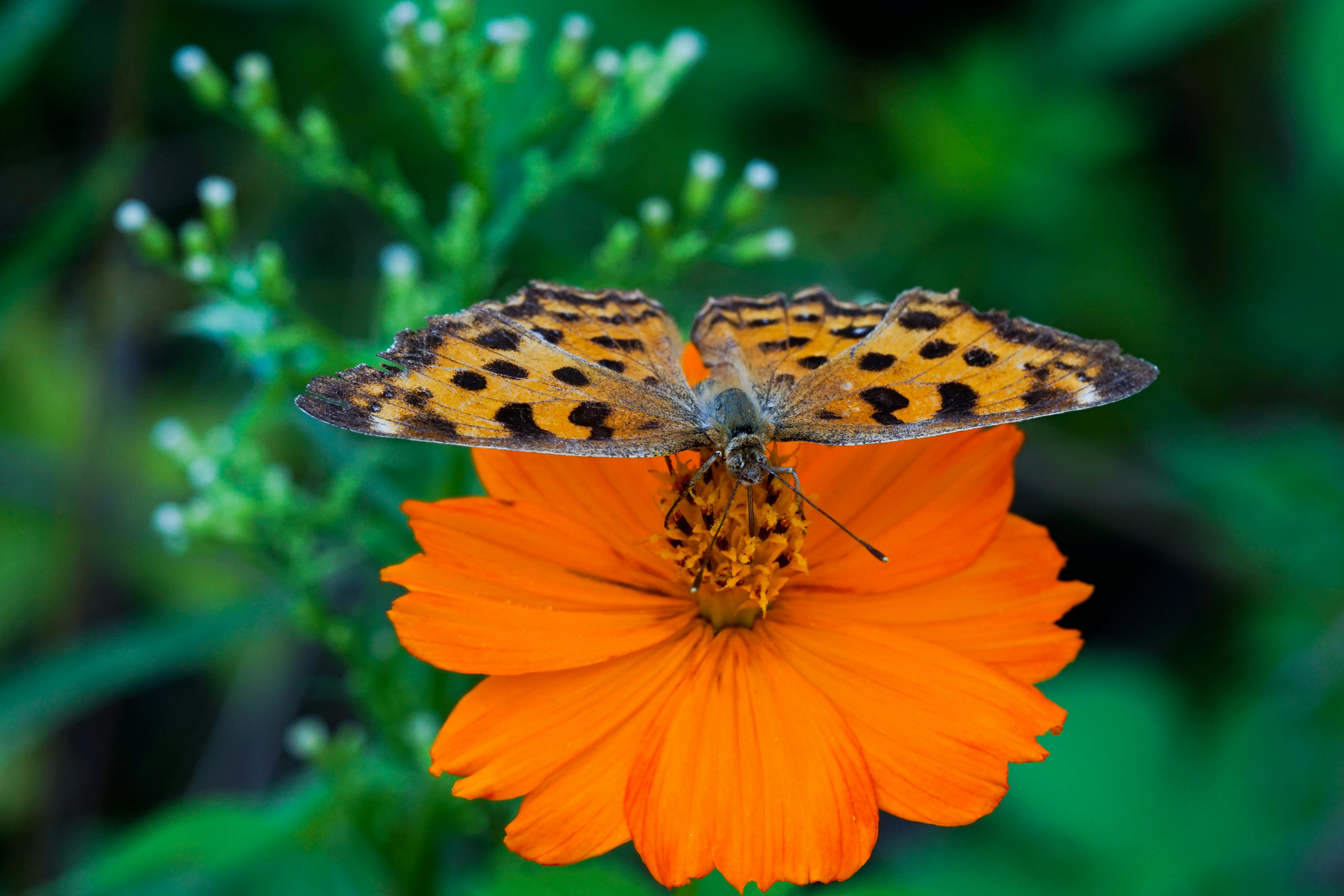 Indian Insect Photos, Download The BEST Free Indian Insect Stock Photos ...