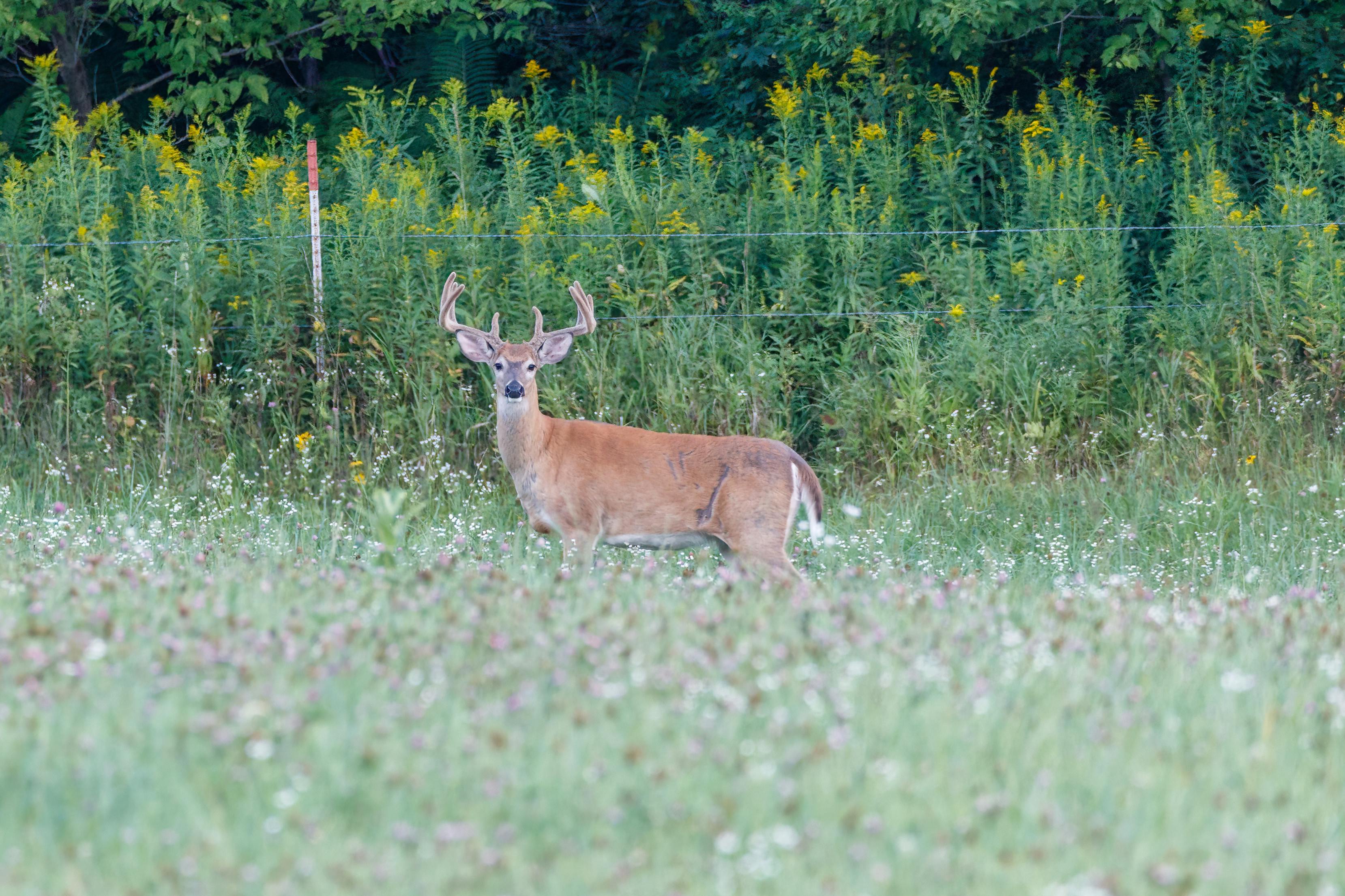 Deer on Field · Free Stock Photo