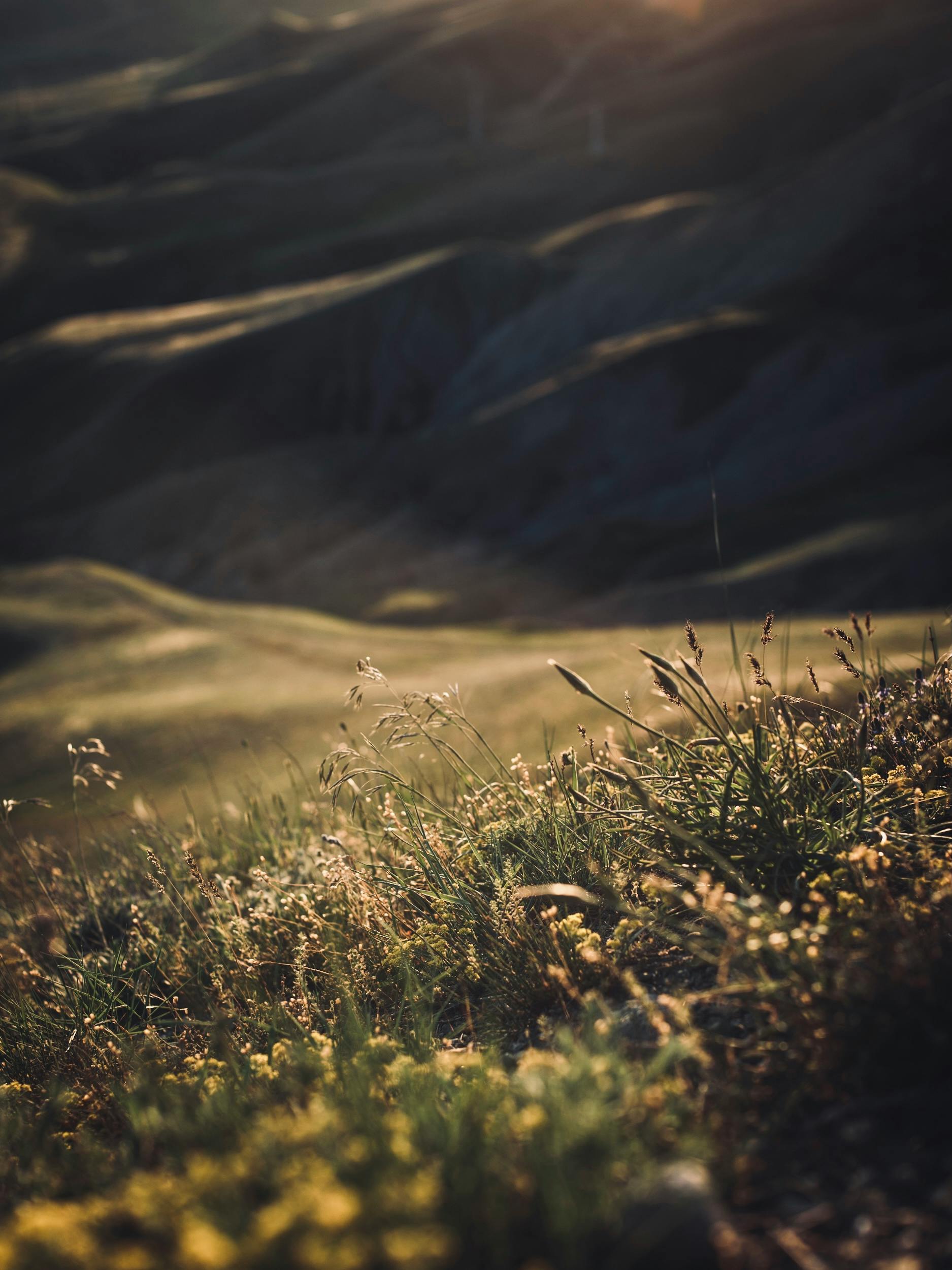 Photo of a Grass Field · Free Stock Photo
