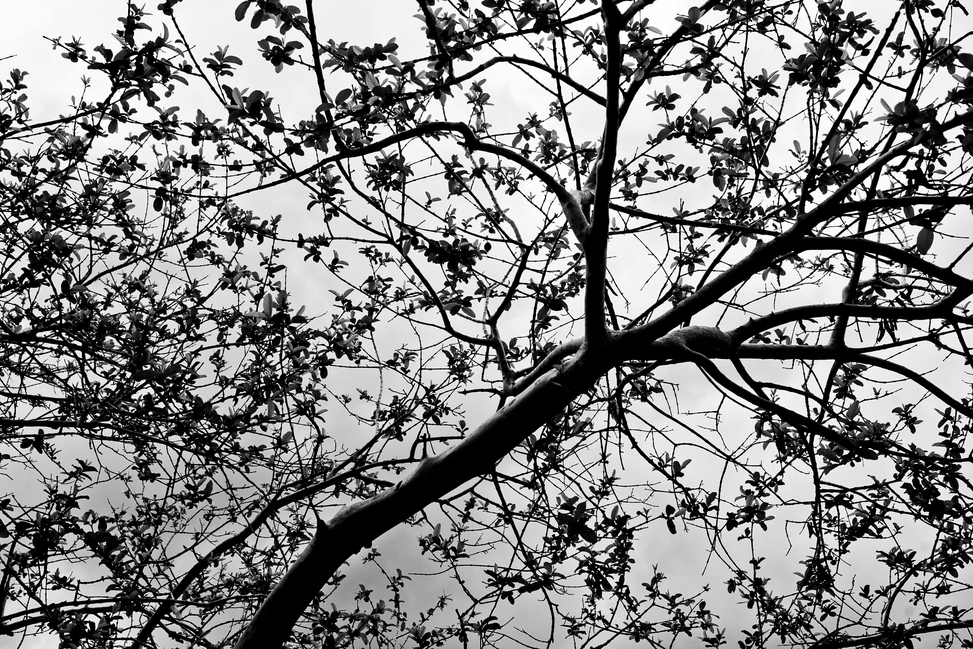 Monochrome Photo of Leafless Tree · Free Stock Photo