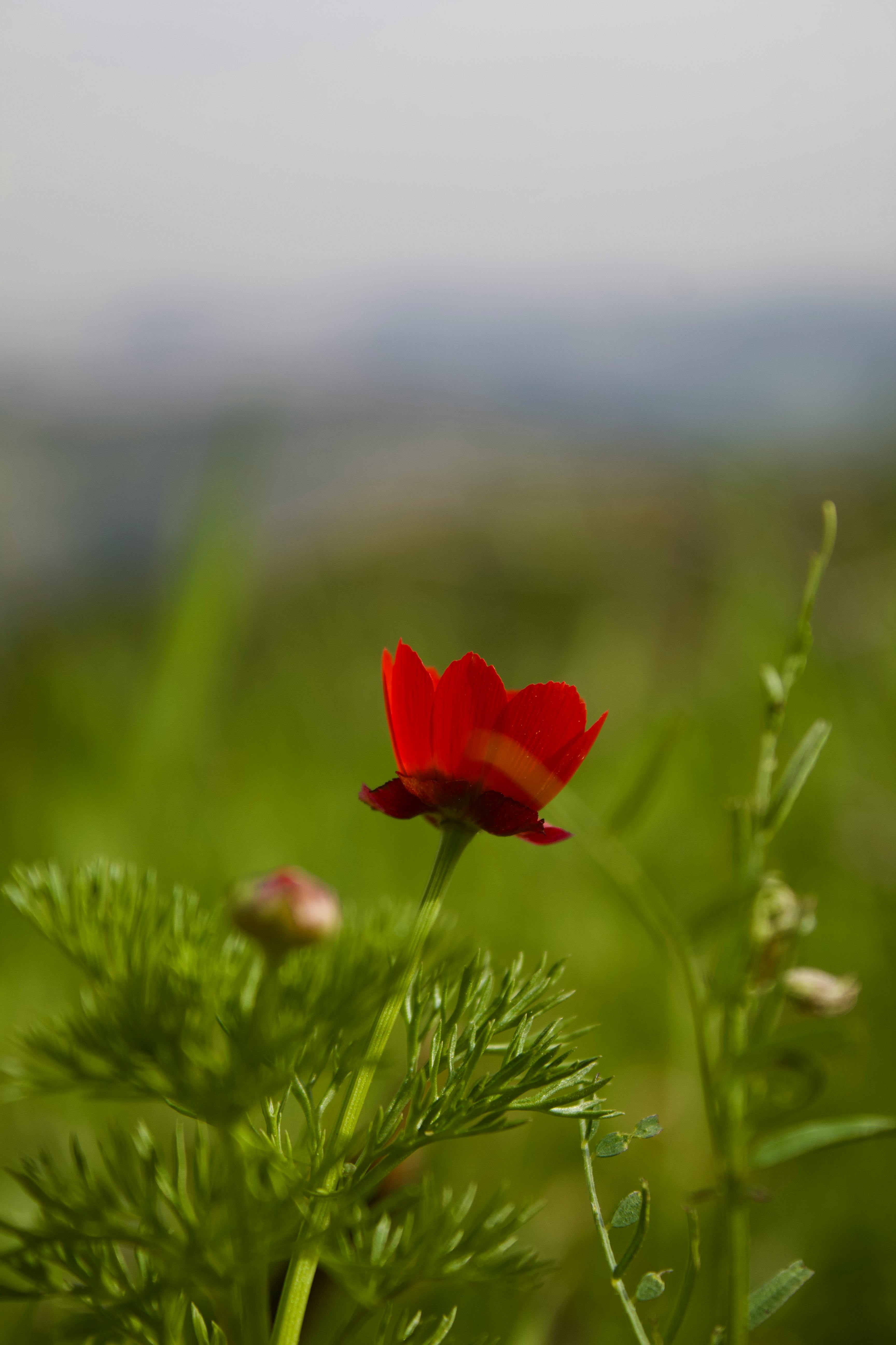 Red Flower in Close Up Shot · Free Stock Photo