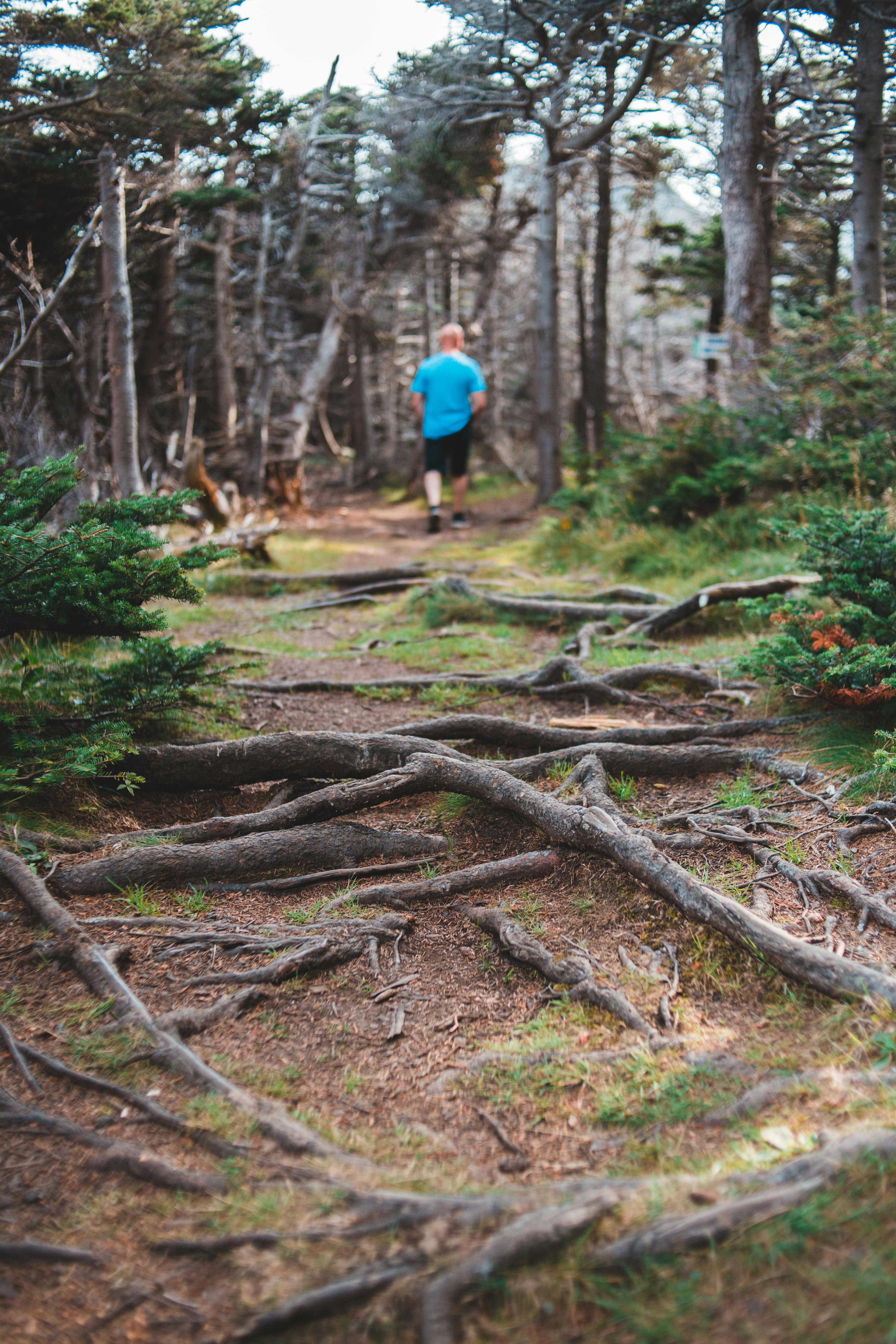 Photo of Tree Roots · Free Stock Photo