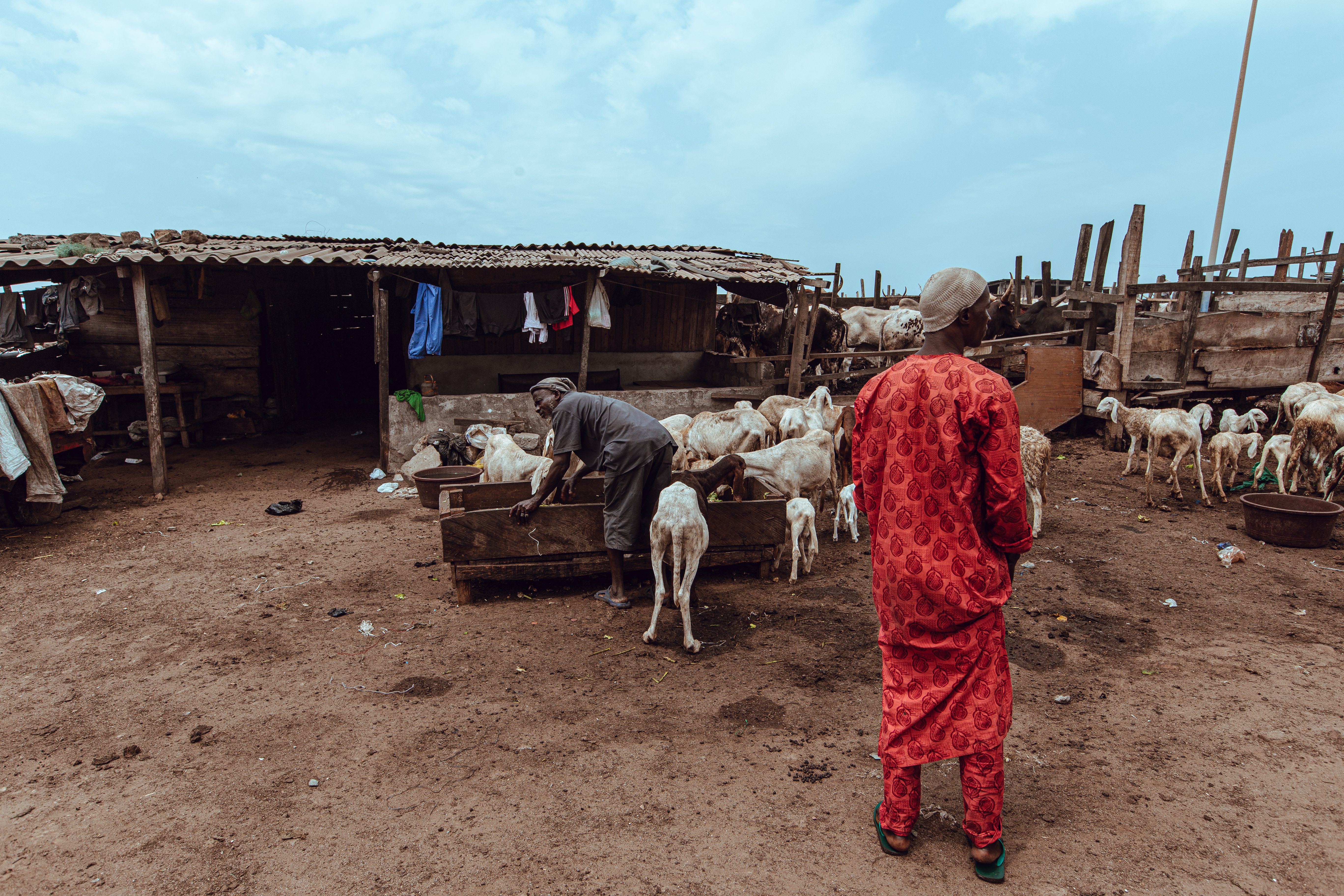 Goats Pulling Cart · Free Stock Photo