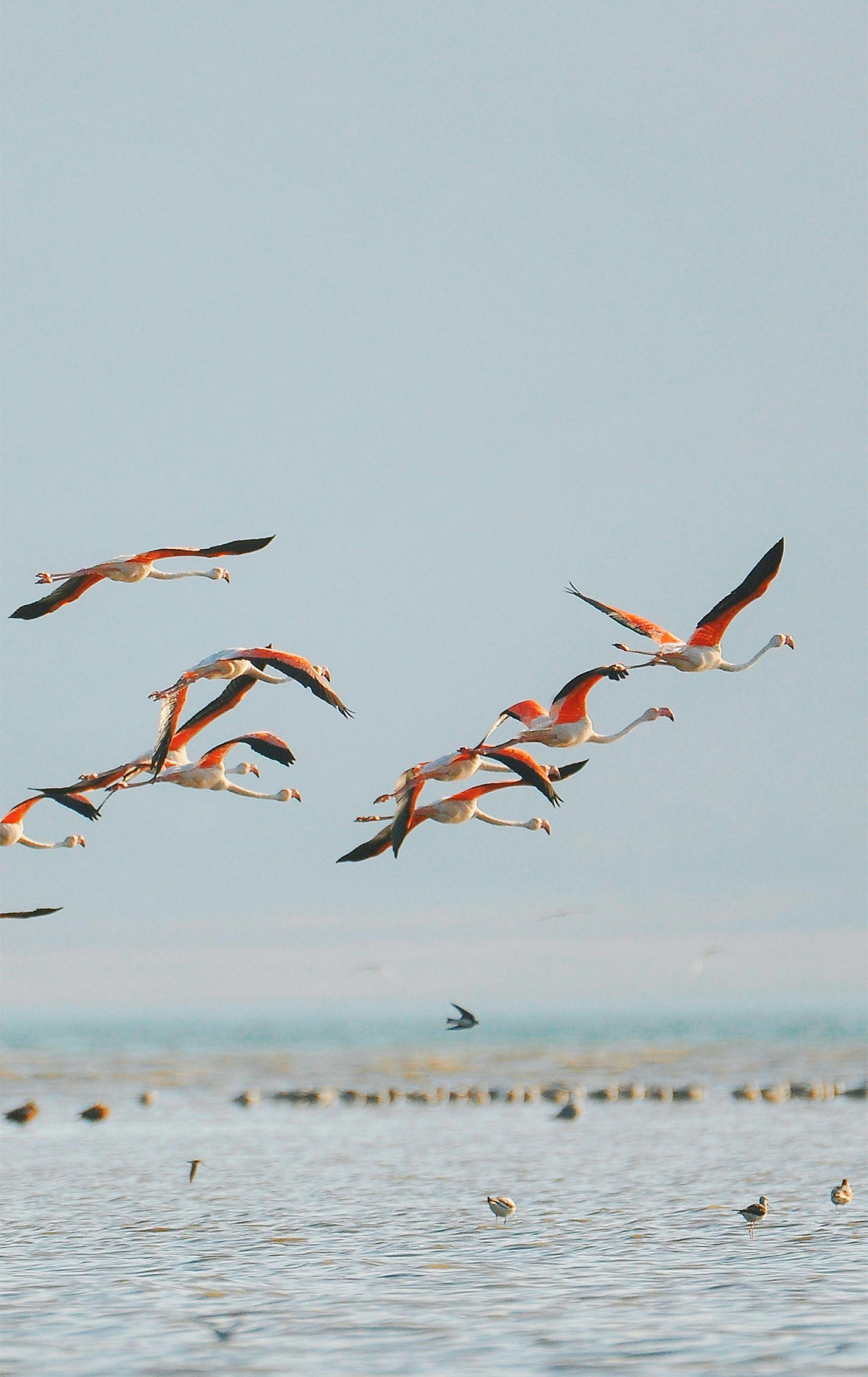 Flamingos Flying Over Water · Free Stock Photo
