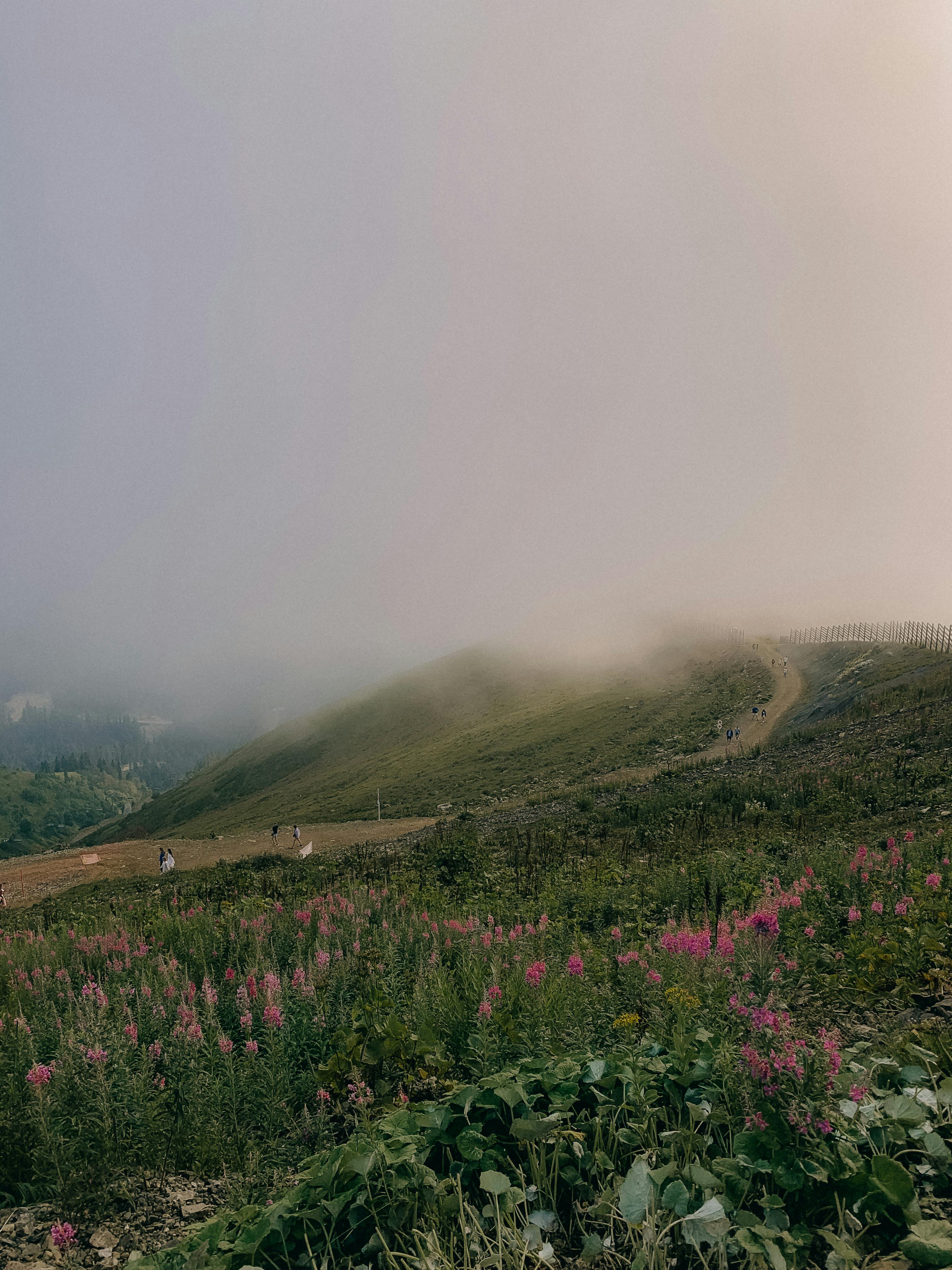 Green forest on hill in haze · Free Stock Photo