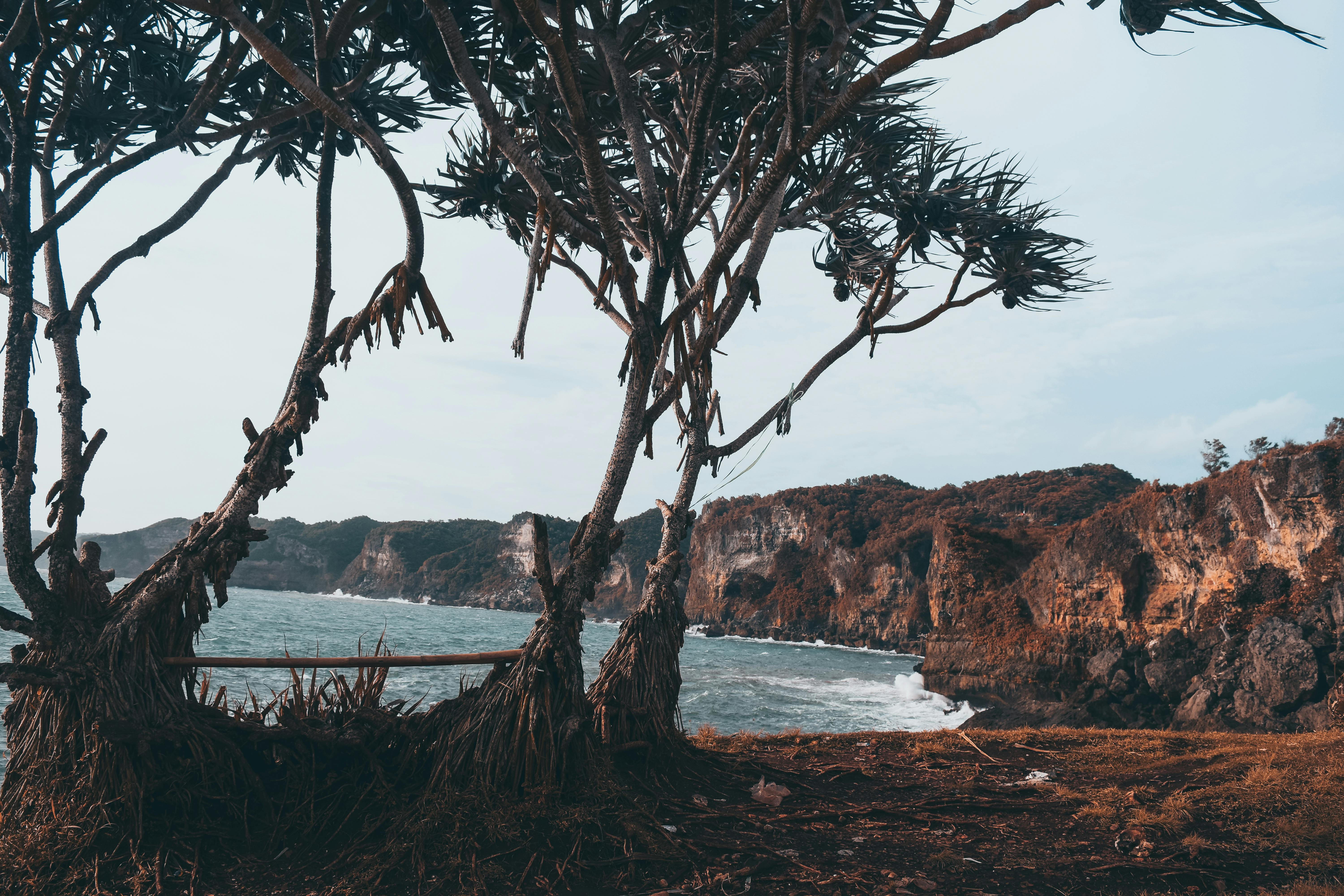 Photo of Trees Near the Sea · Free Stock Photo