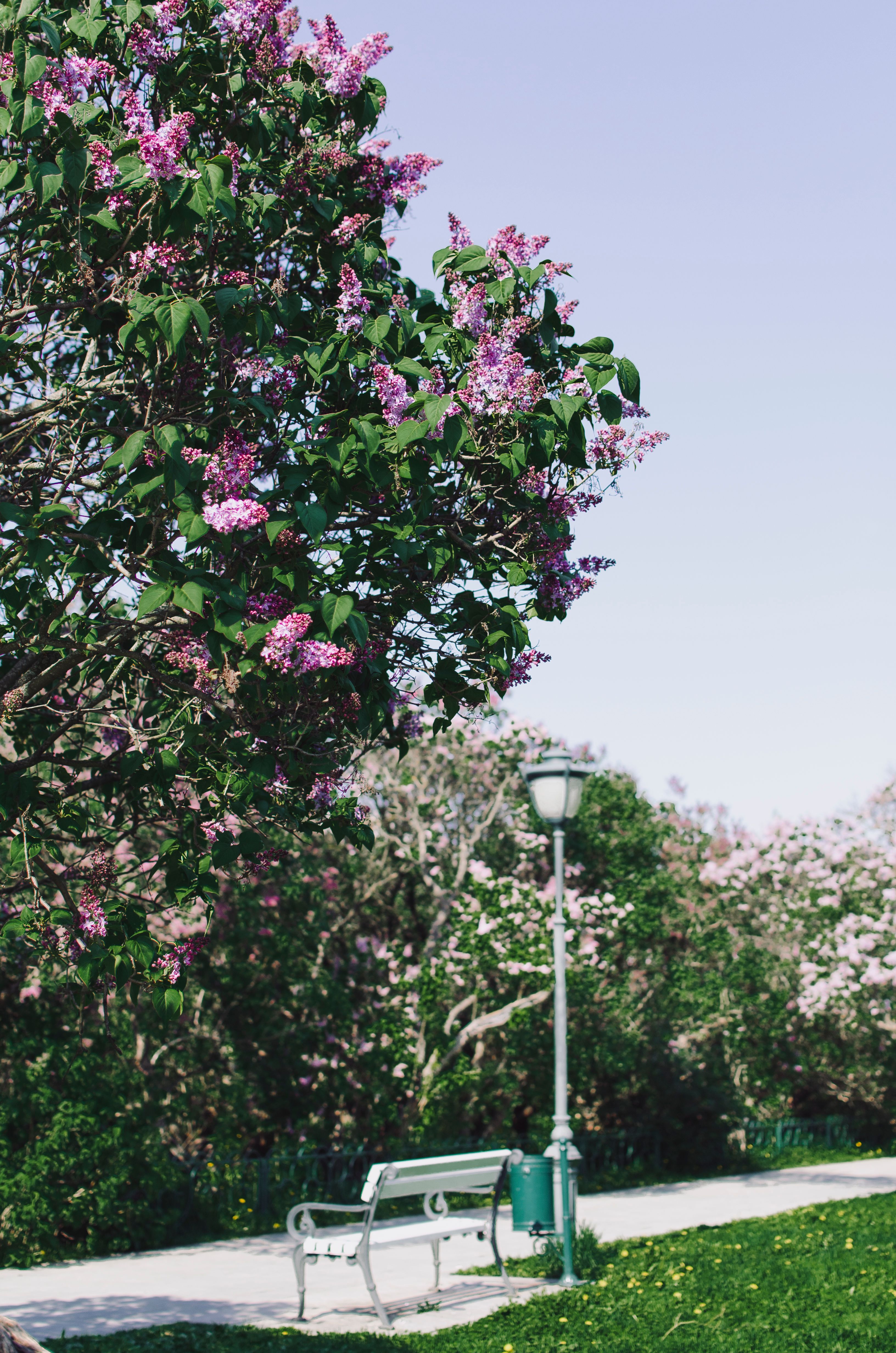 Lilac Flowering in Park · Free Stock Photo