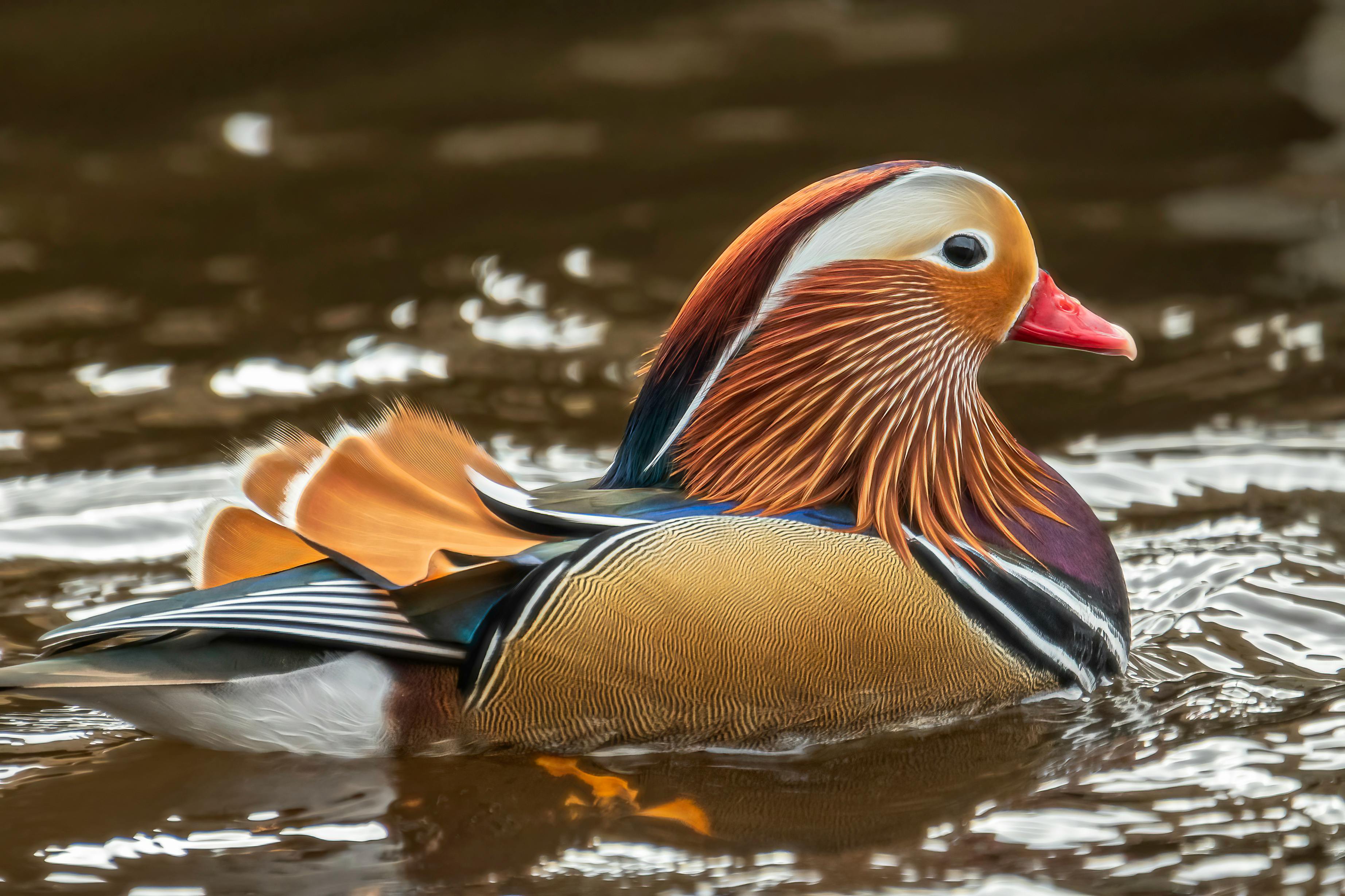 Dino Garmy - Photography