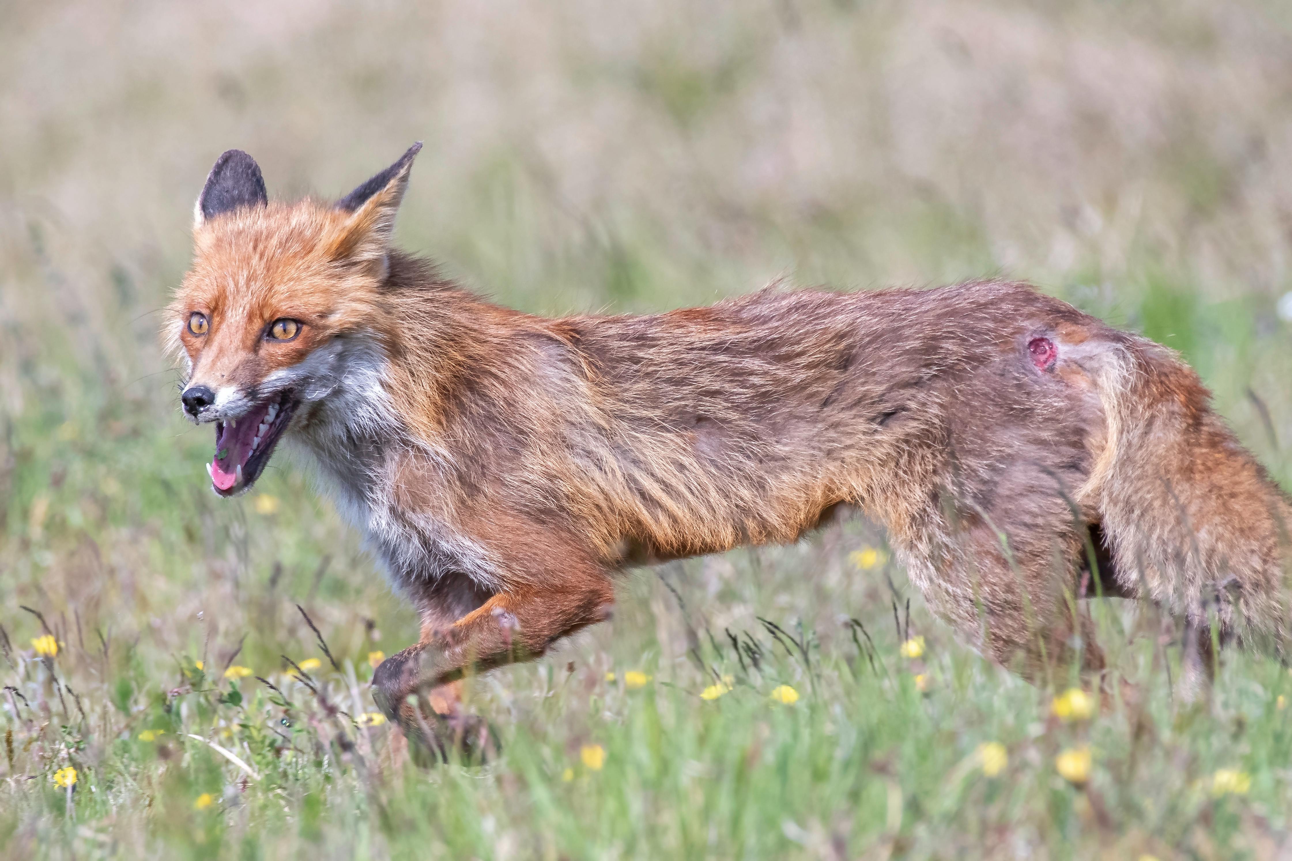 Dino Garmy - Photography