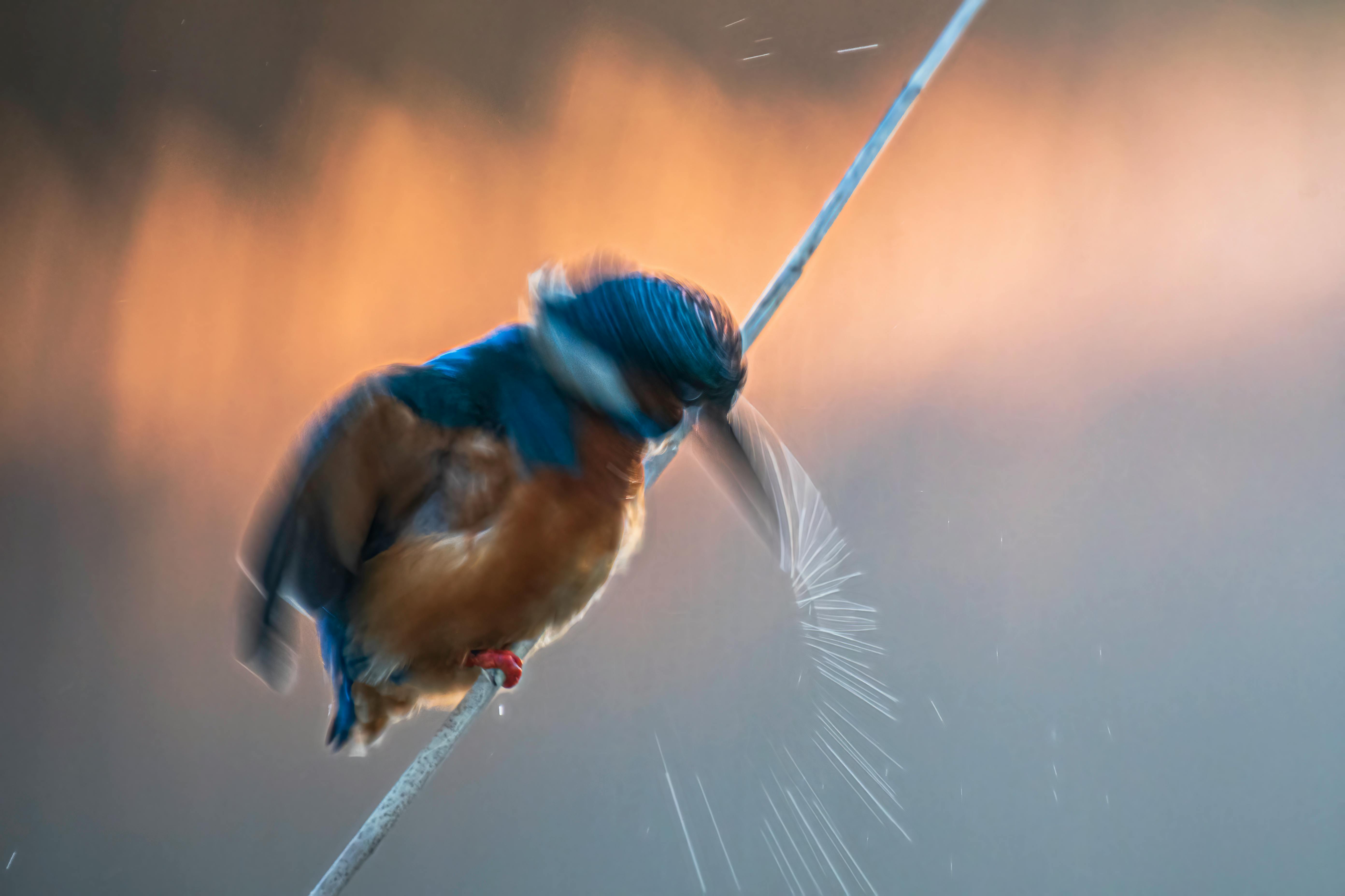 Dino Garmy - Photography