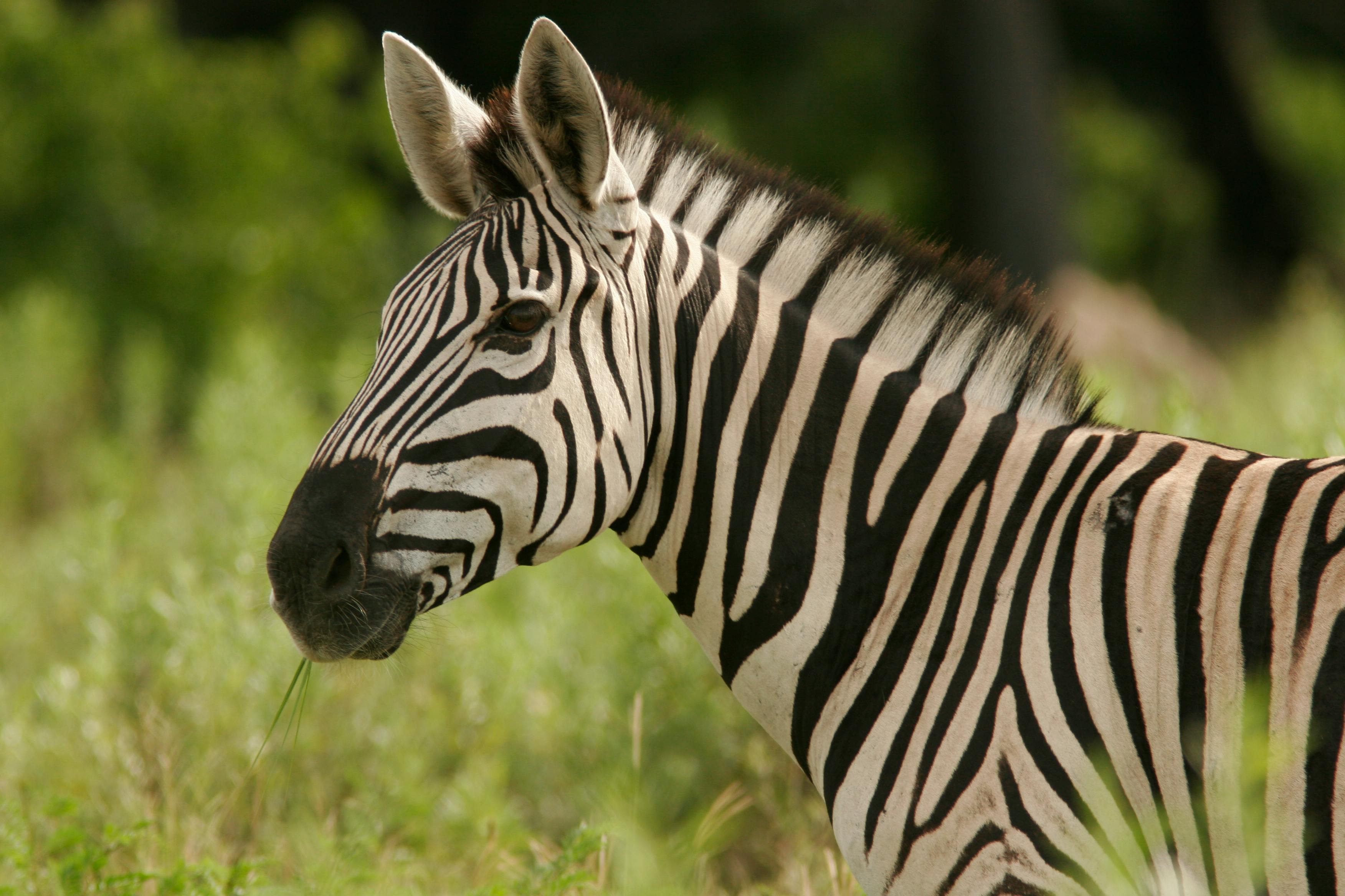 Photo of a Running Zebra · Free Stock Photo