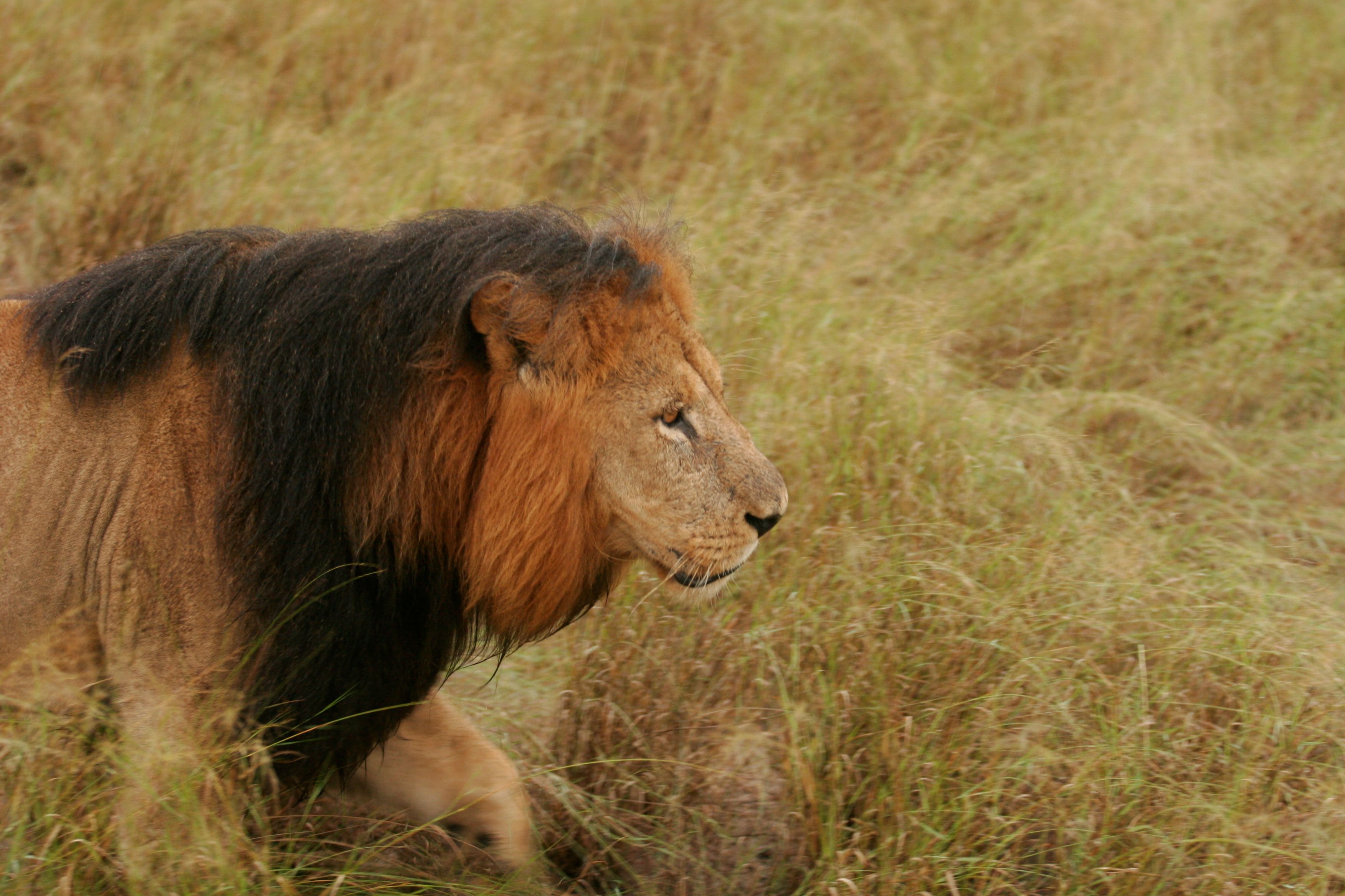 Lion Walking Photos, Download The BEST Free Lion Walking Stock Photos ...