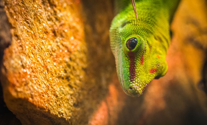 Gecko Photos, Download The BEST Free Gecko Stock Photos & HD Images
