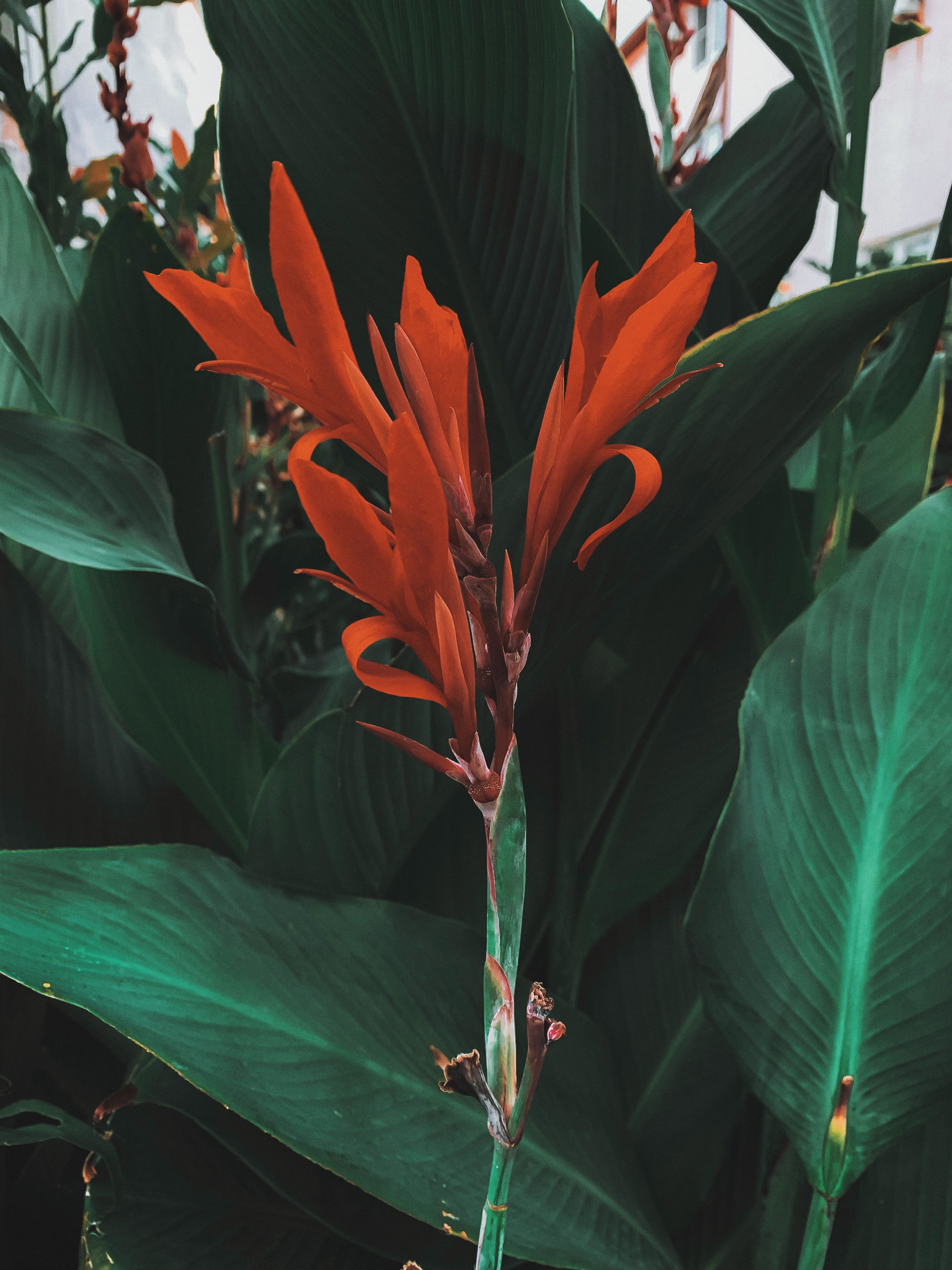 Indian Leaves Photos, Download The BEST Free Indian Leaves Stock Photos ...