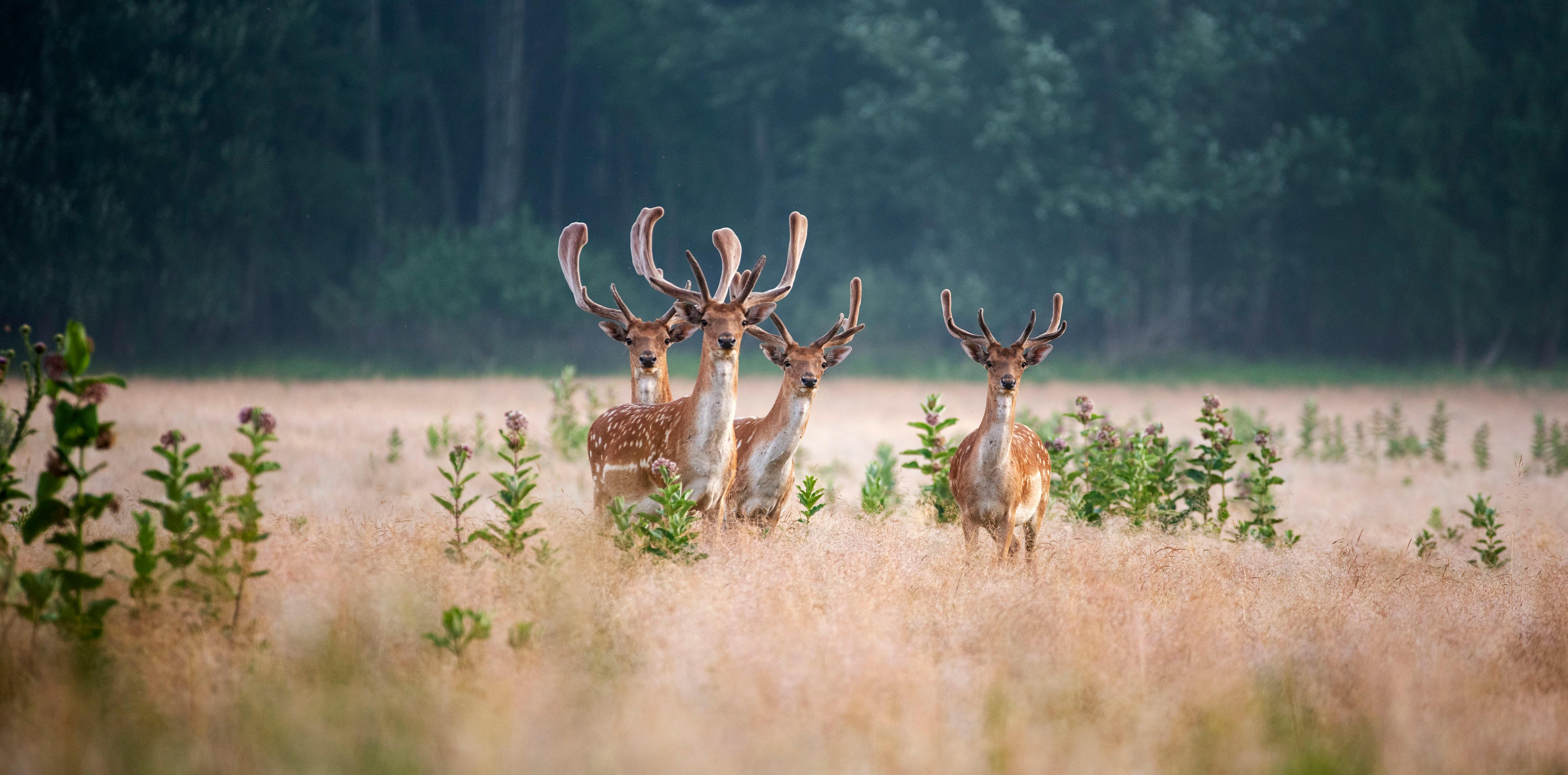 Deers on a Grassy Field · Free Stock Photo