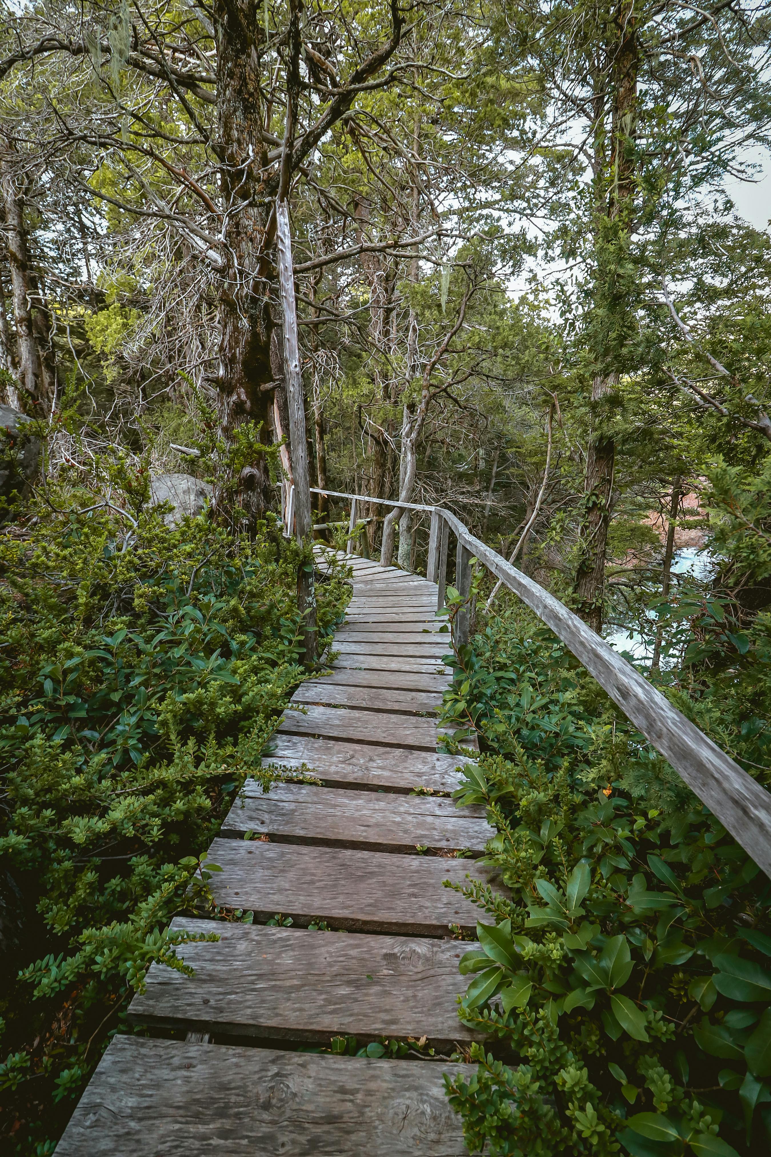 Brown Wooden Bridge Between Trees · Free Stock Photo