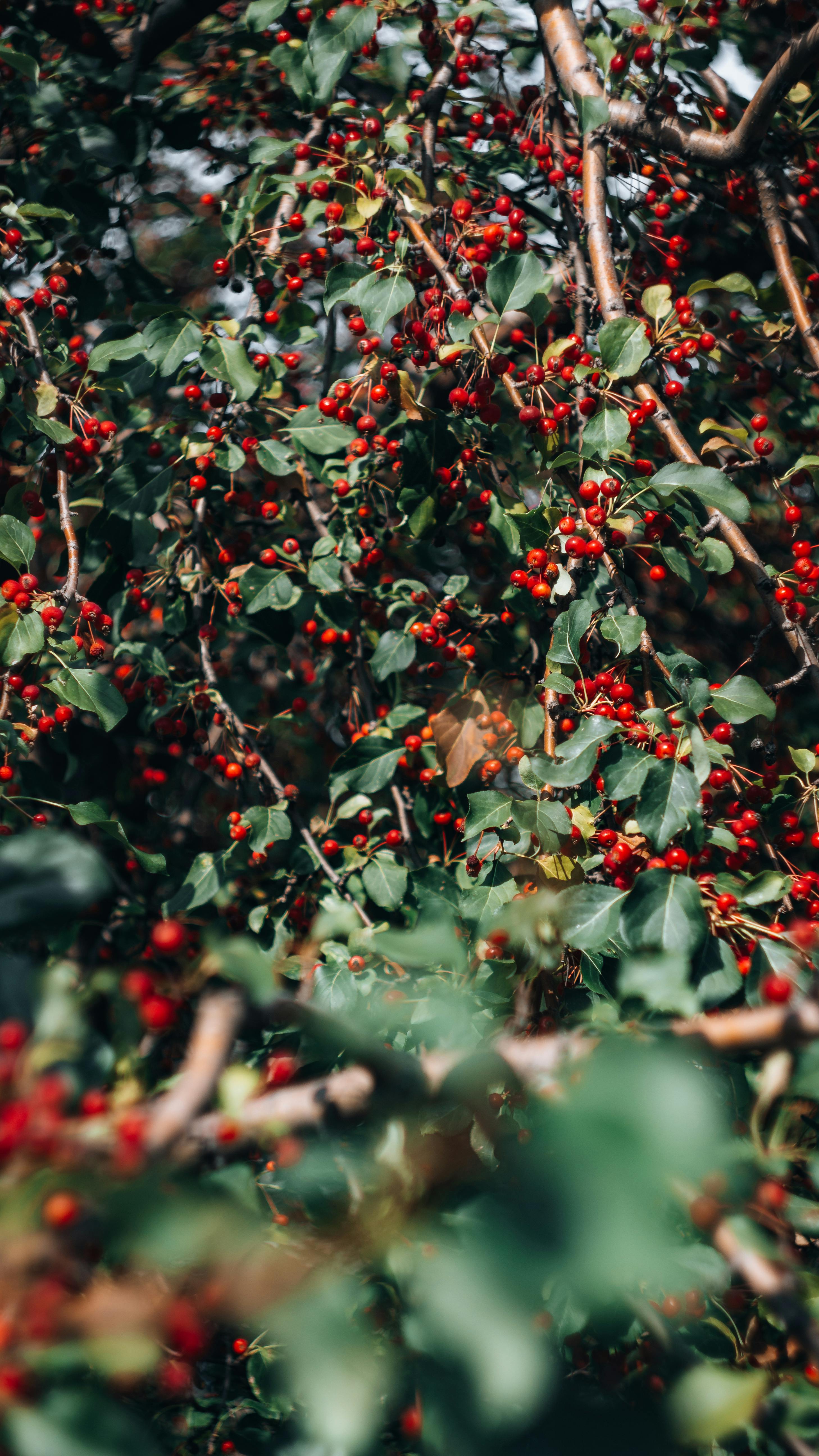Red Berries Growing on Tree · Free Stock Photo